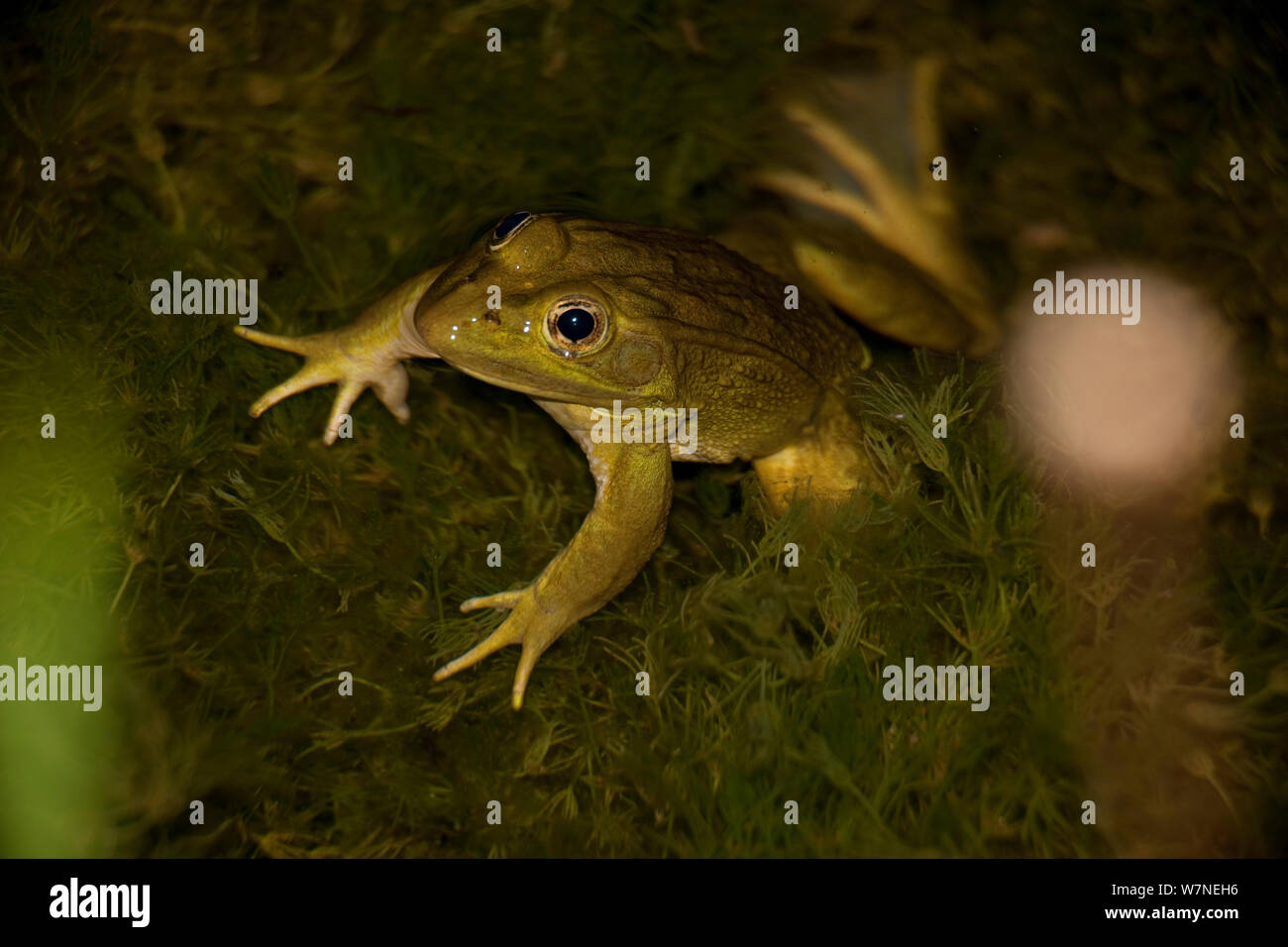 Ampibians hi-res stock photography and images - Alamy