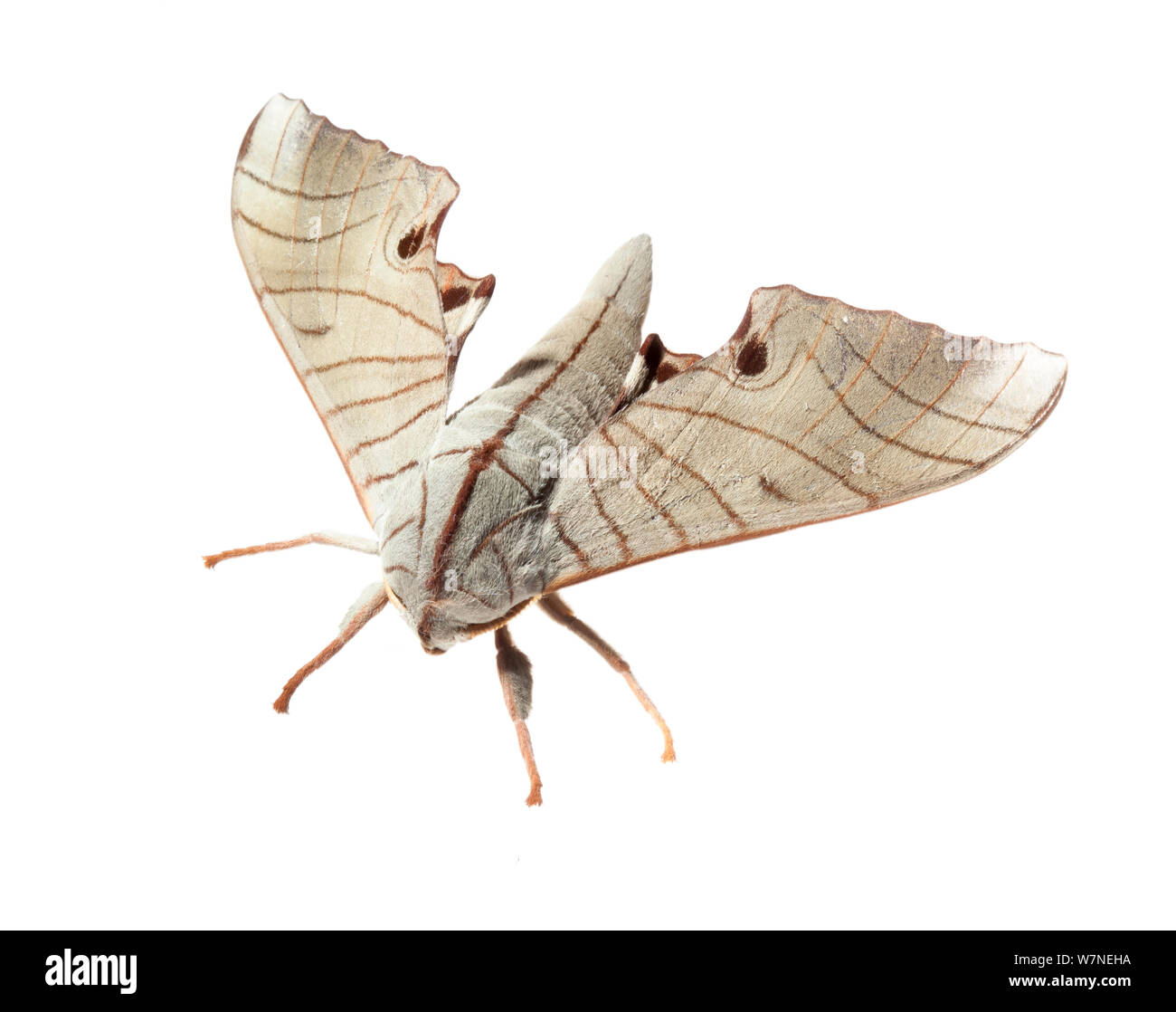 Moths of borneo hi-res stock photography and images - Alamy