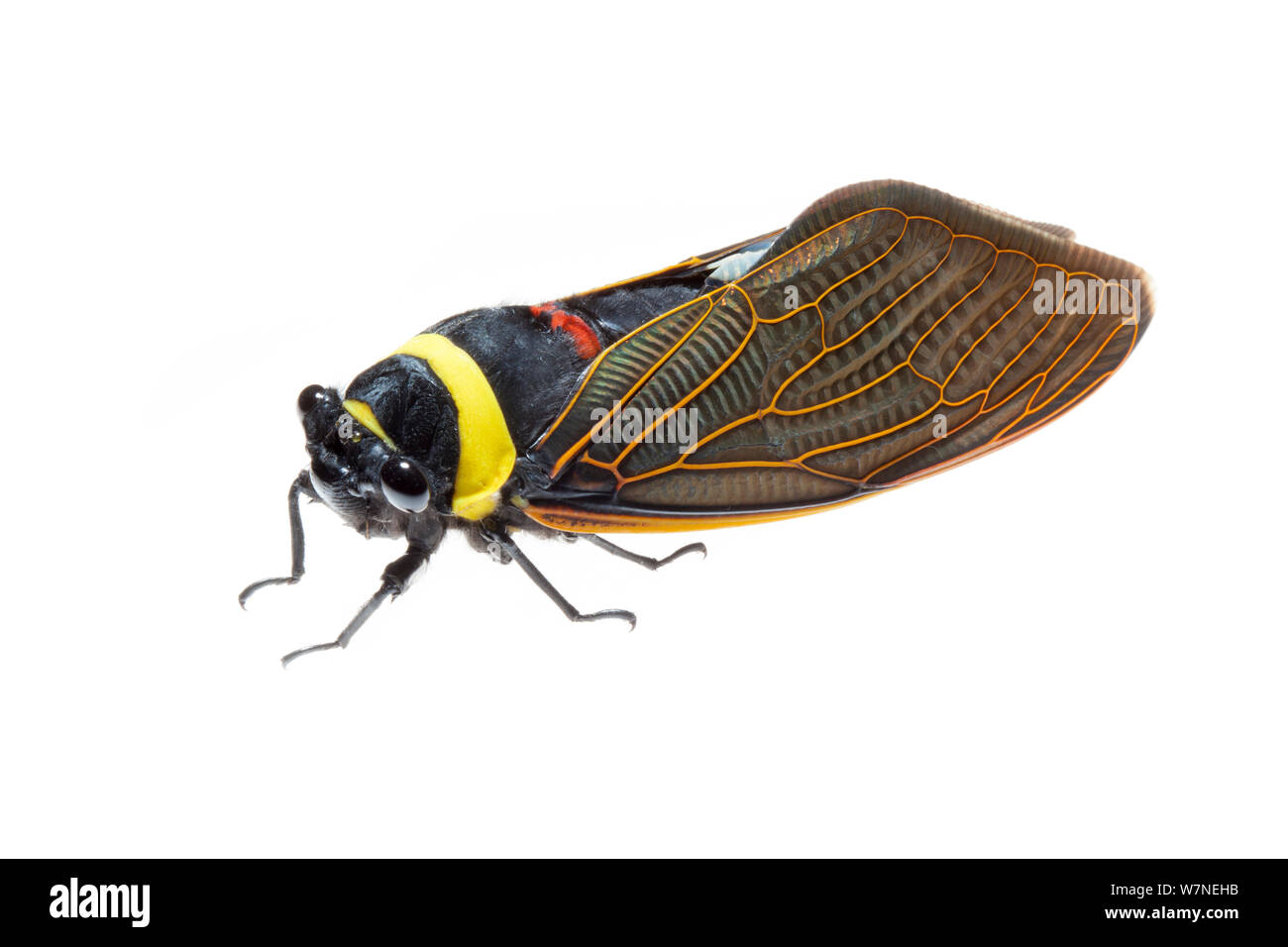 Adult cicadas hi-res stock photography and images - Alamy
