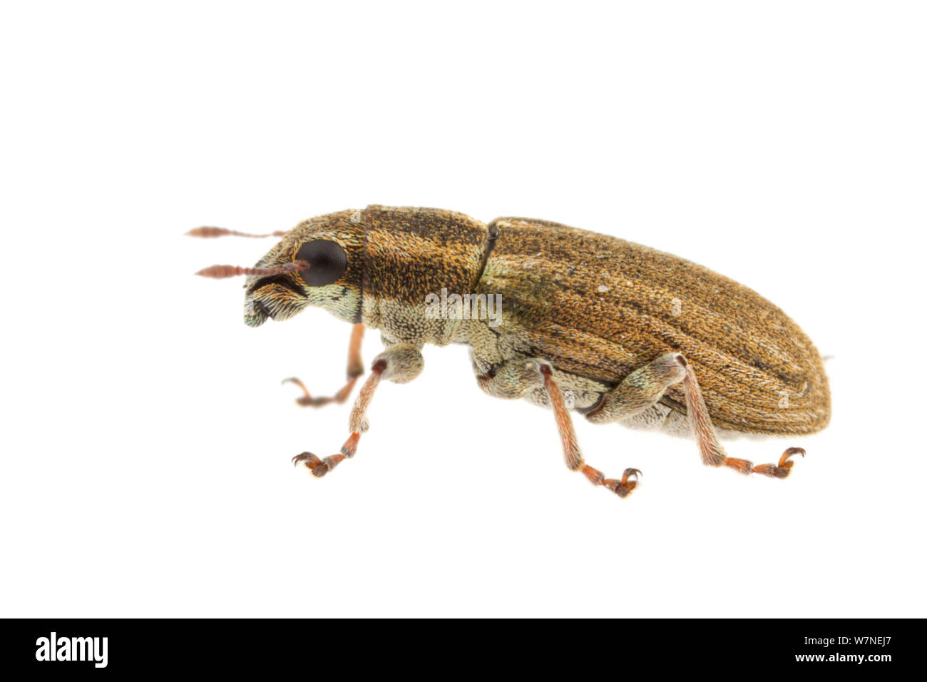 Ashby de la zouch Cut Out Stock Images & Pictures - Alamy