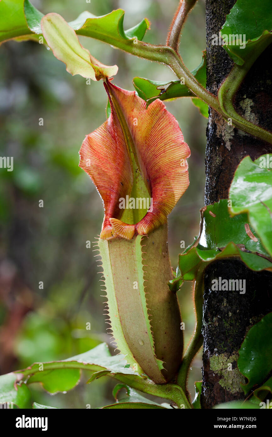 Large aerial pitcher of Pitcher Plant (Nepenthes veitchi). Montane ...