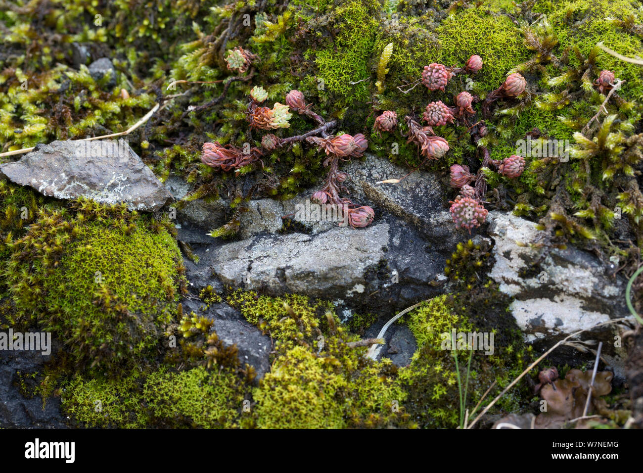 Rock Stonecrop High Resolution Stock Photography and Images - Alamy