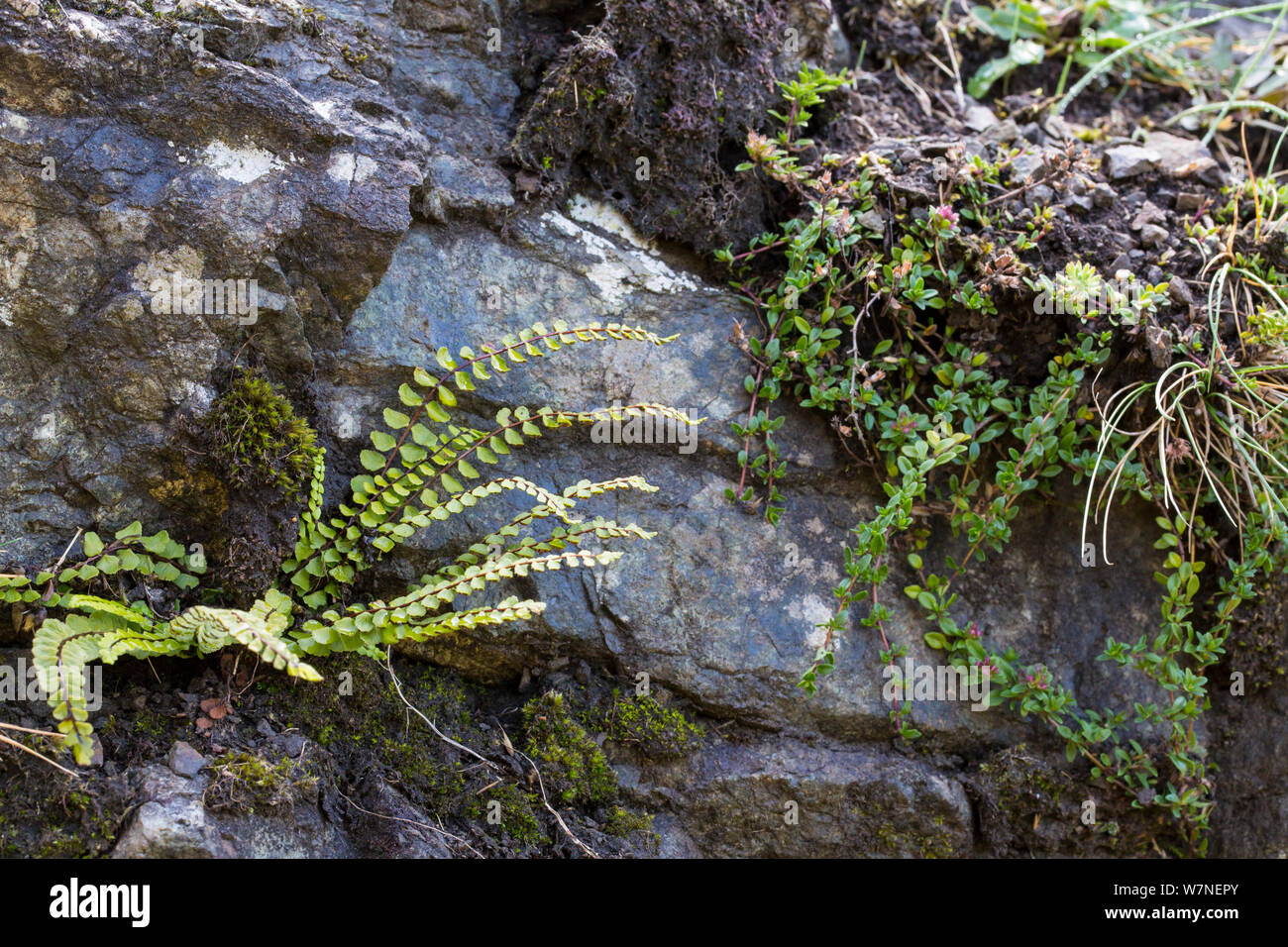 Pteridophytes hi-res stock photography and images - Alamy