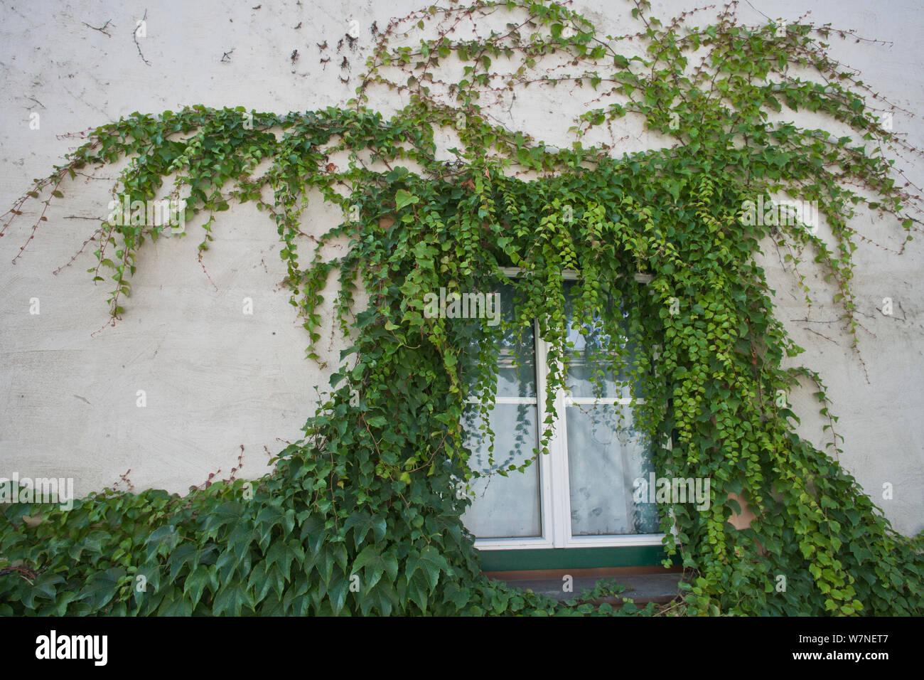 Vines Growing Around Windows High Resolution Stock Photography and ...