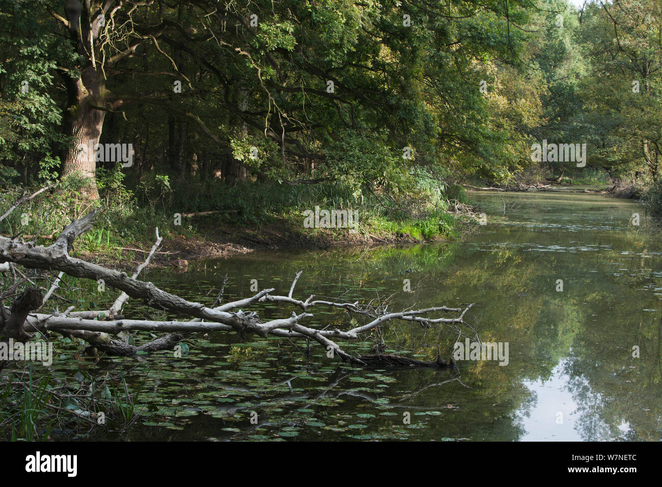Alluvial forests hi-res stock photography and images - Alamy