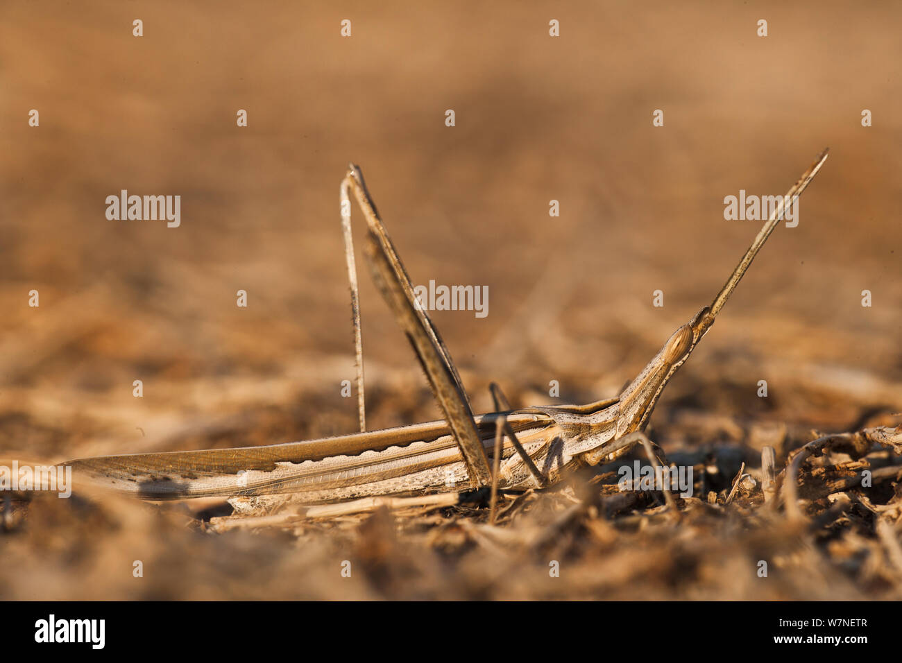 Short-horned grasshopper (Truxalis burtti) KwaZulu-Natal, South Africa ...