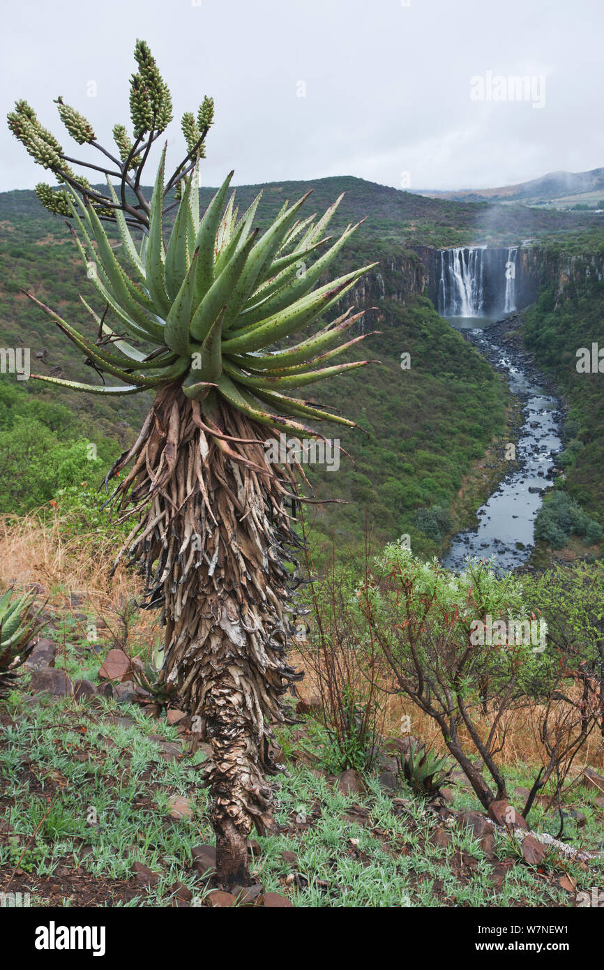 Mooi River Falls with (Aloe sp) in foreground, Hidden Valley, KwaZulu ...