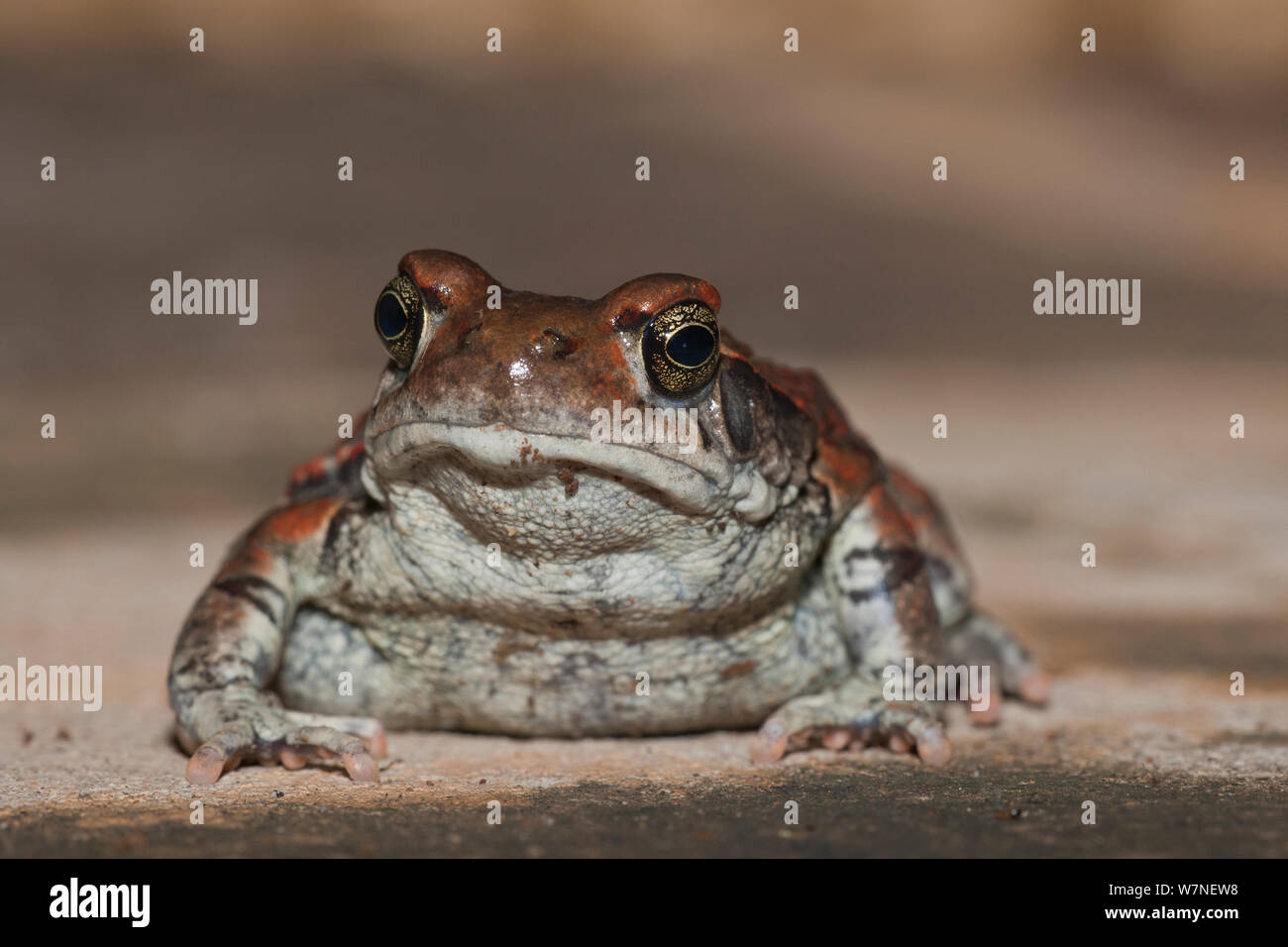 Toad river valley hi-res stock photography and images - Alamy