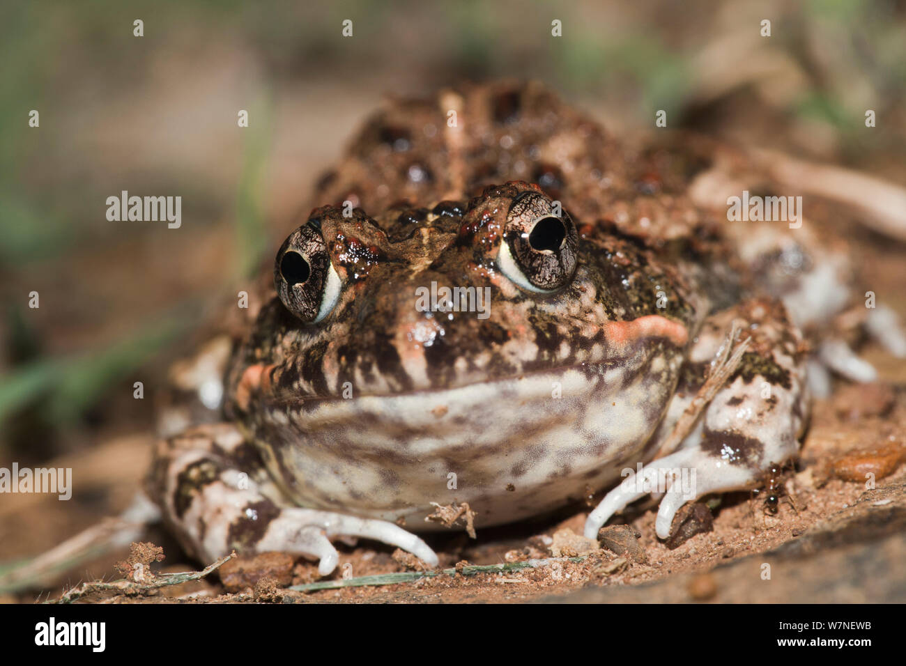 Common Sand Frog High Resolution Stock Photography and Images - Alamy