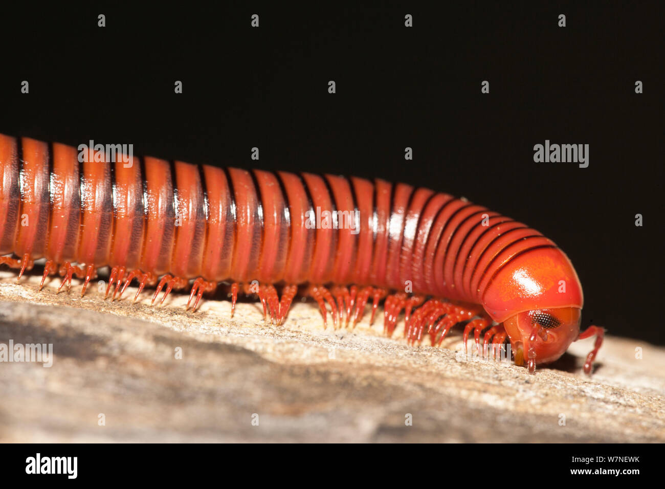 Giant millipede (Spirostreptus genus) Umfolozi National Park, South ...