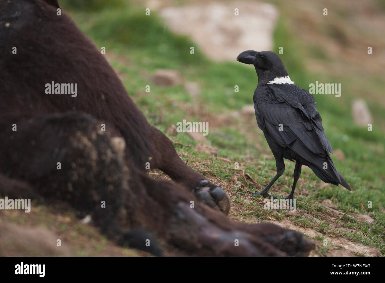 White necked ravens hi-res stock photography and images - Alamy