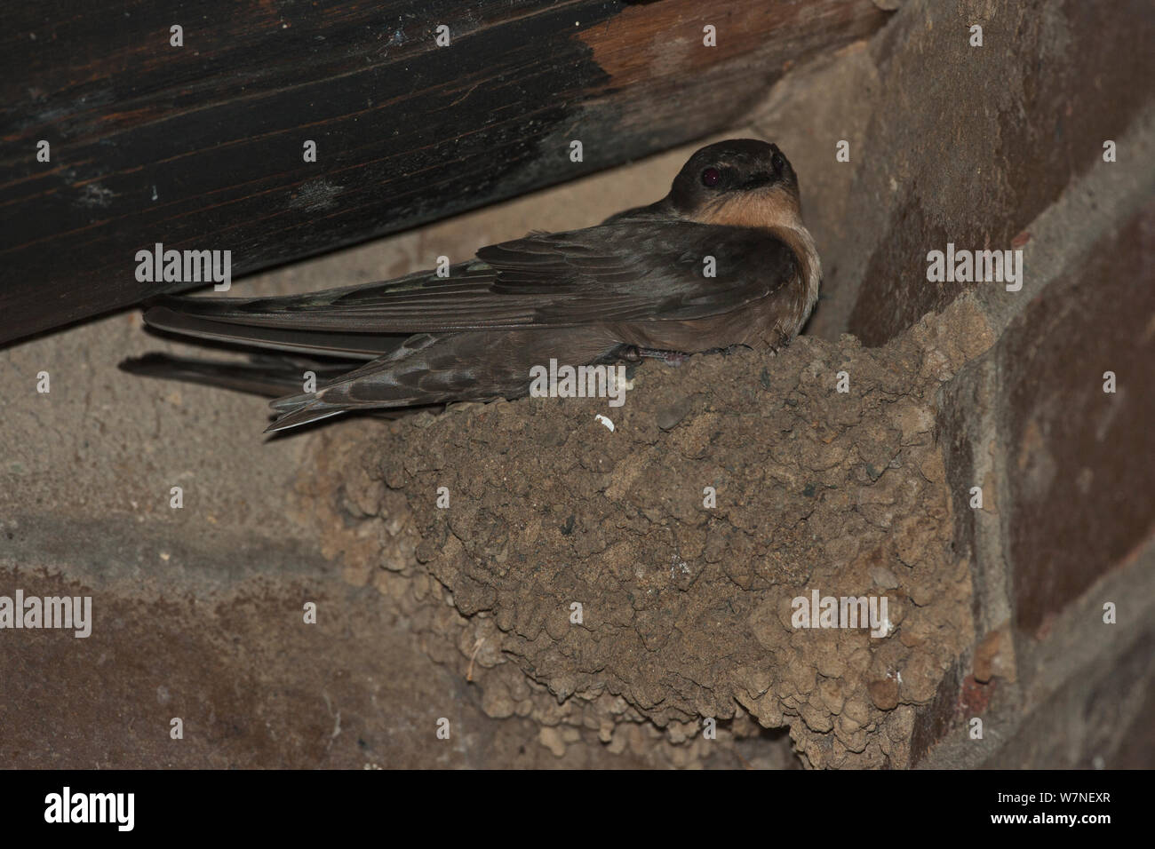 African rock martin hi-res stock photography and images - Alamy