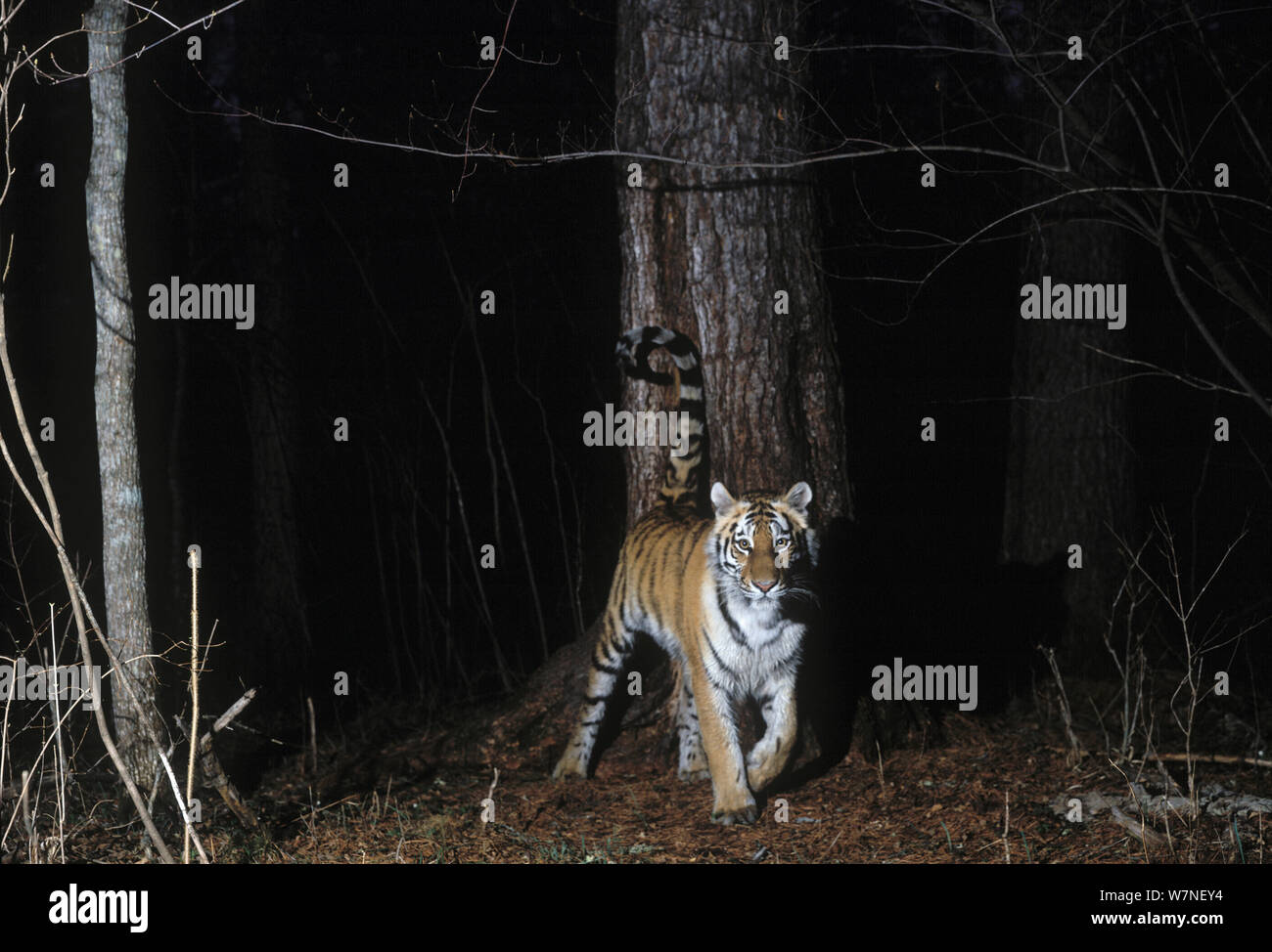 Camera trap image of wild female Siberian tiger (Panthera tigris ...