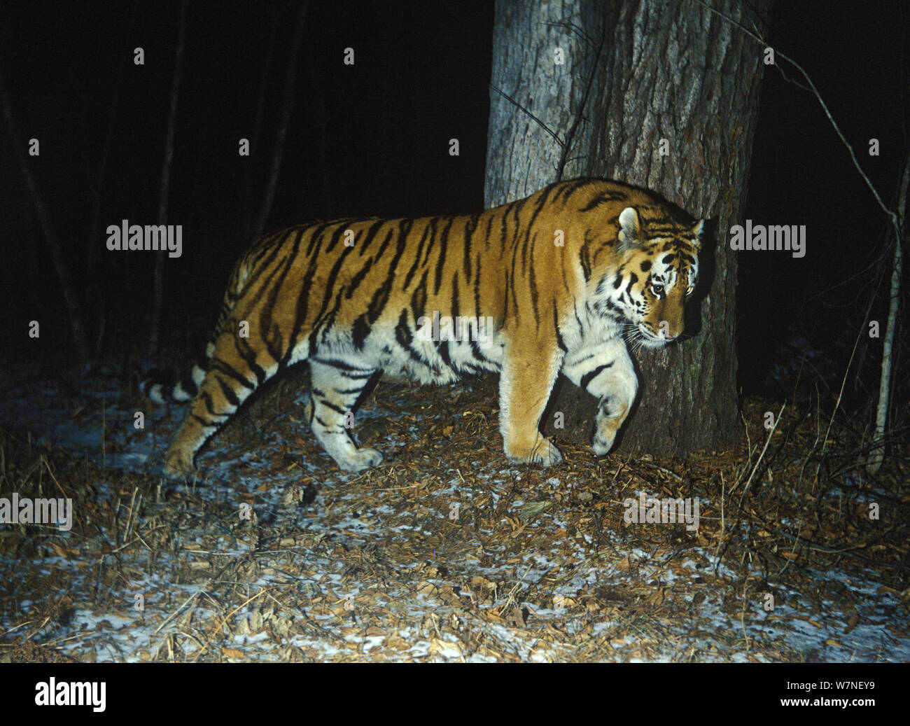 Tiger scent marking hi-res stock photography and images - Alamy