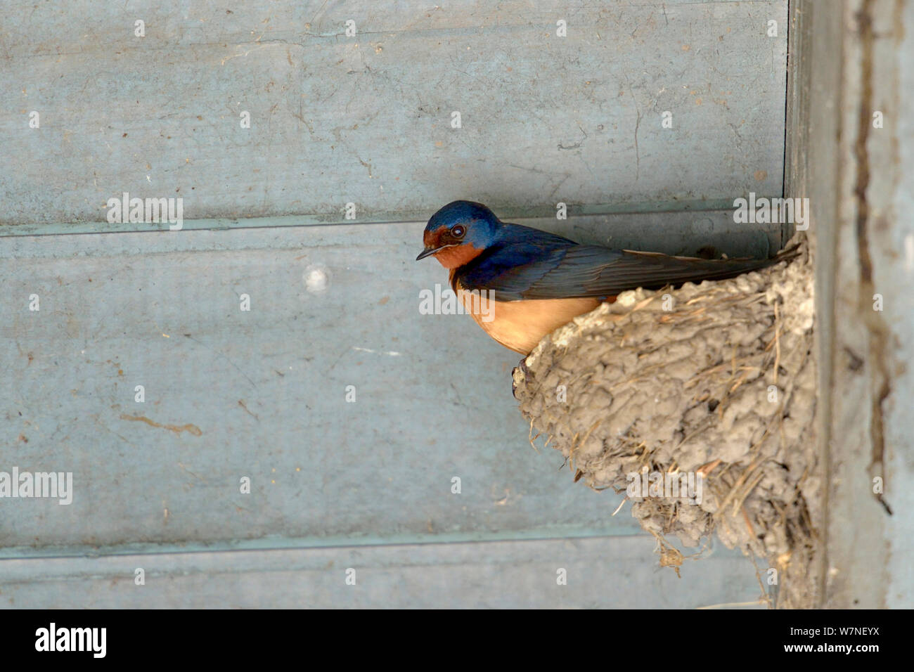 Barn swallow nests hi-res stock photography and images - Alamy