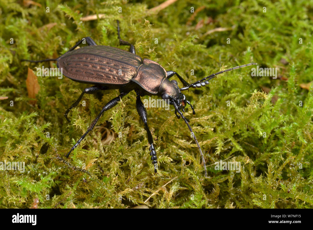 Ground beetles hi-res stock photography and images - Alamy