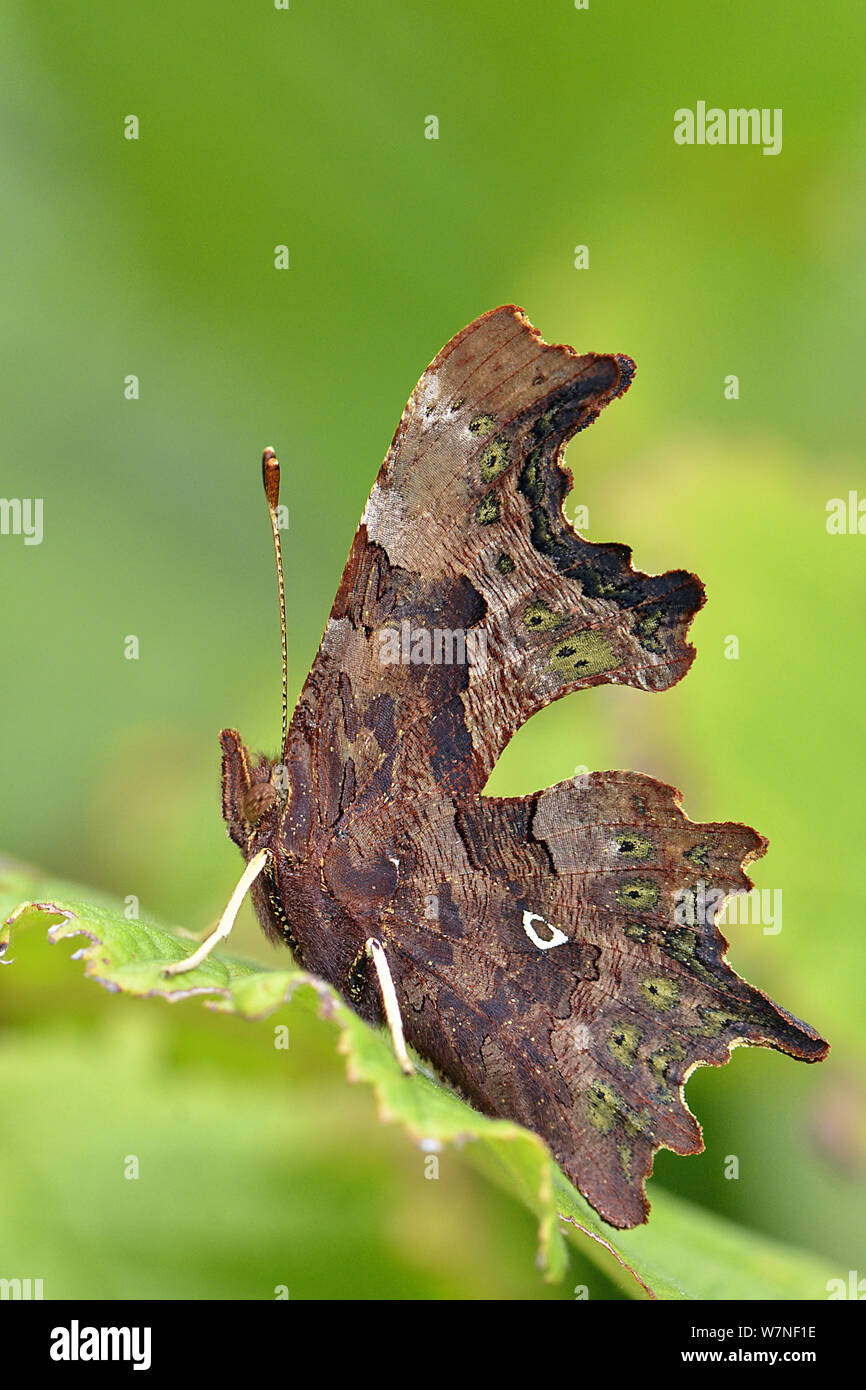 Comma butterfly (Polygonia c-album) at rest with wings closed on Hazel ...