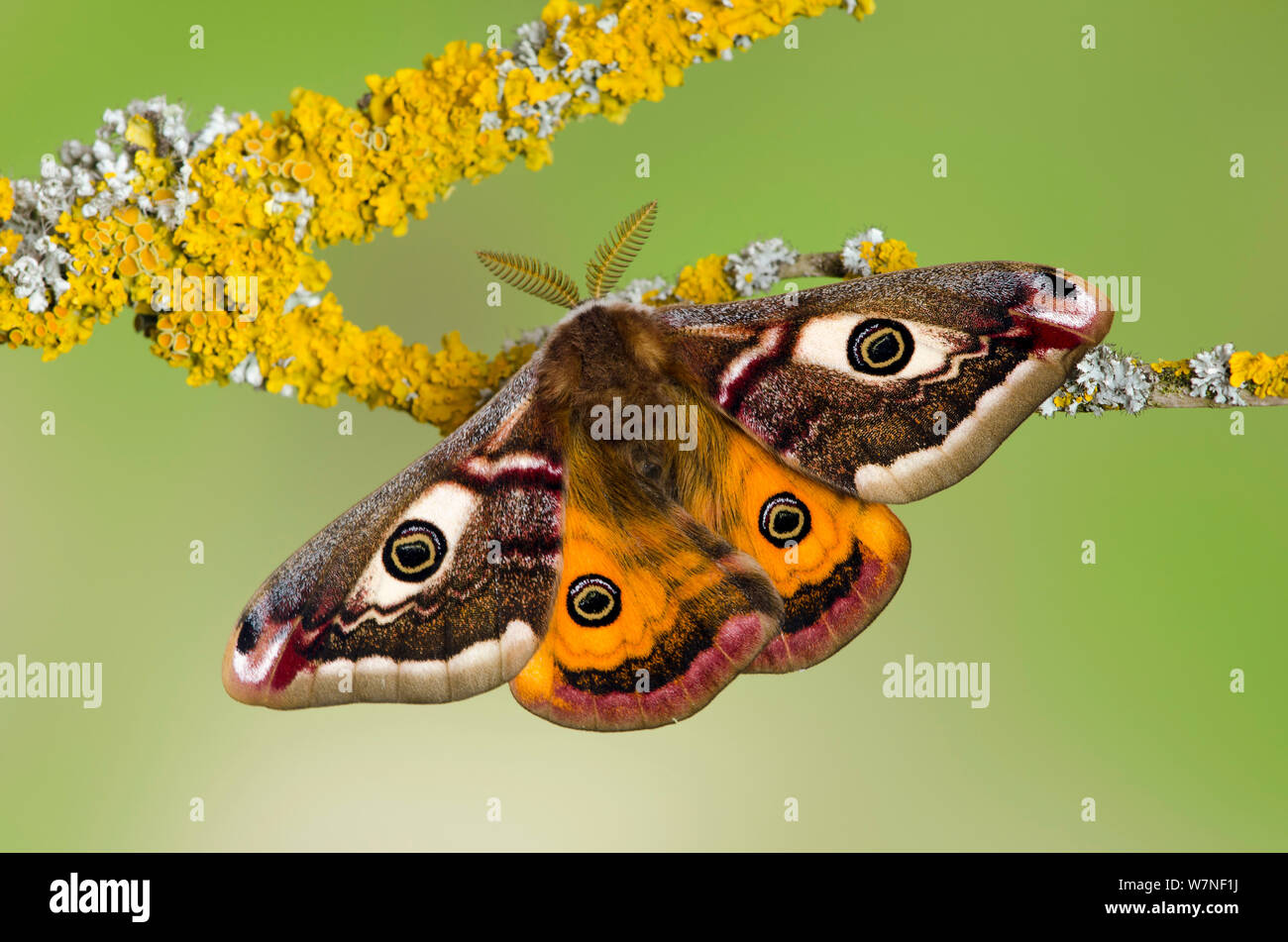 Small emperor moth (Saturnia pavonia) male with wings open showing ...