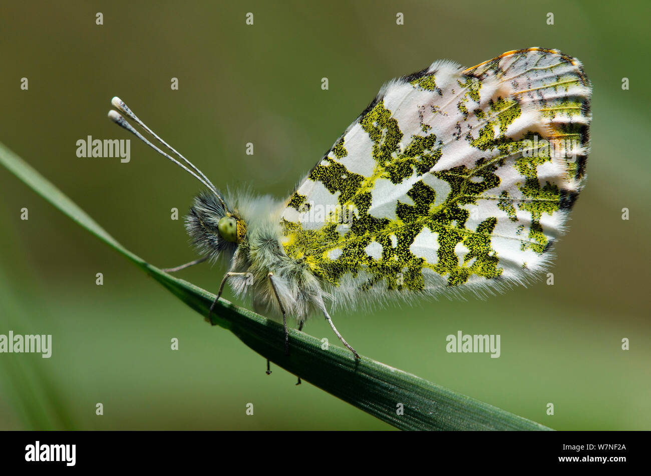 Orange tip butterfly (Anthocaris cardamines) female roosting on grass ...