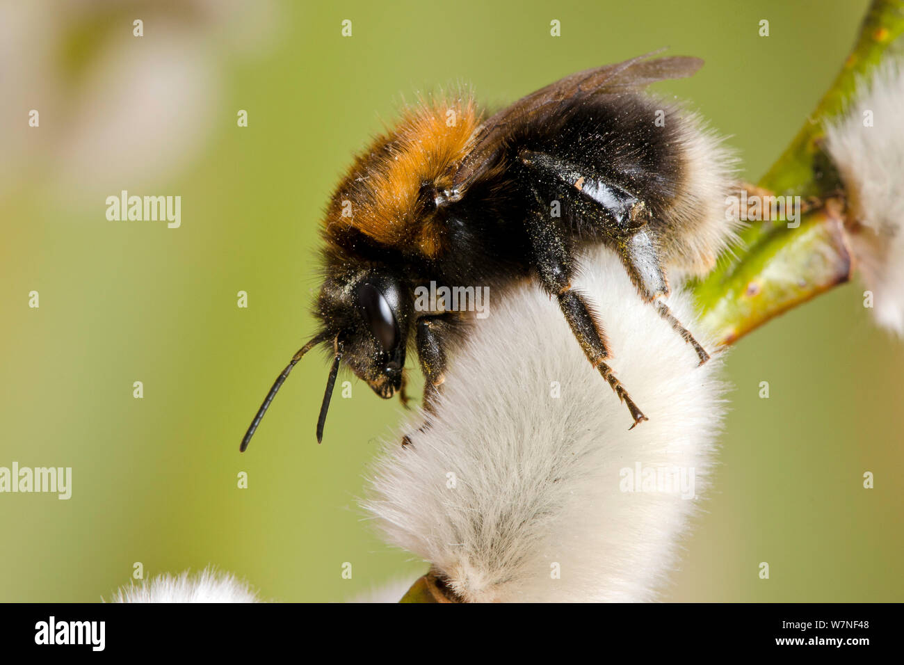 Tree bumblebee uk march hi-res stock photography and images - Alamy