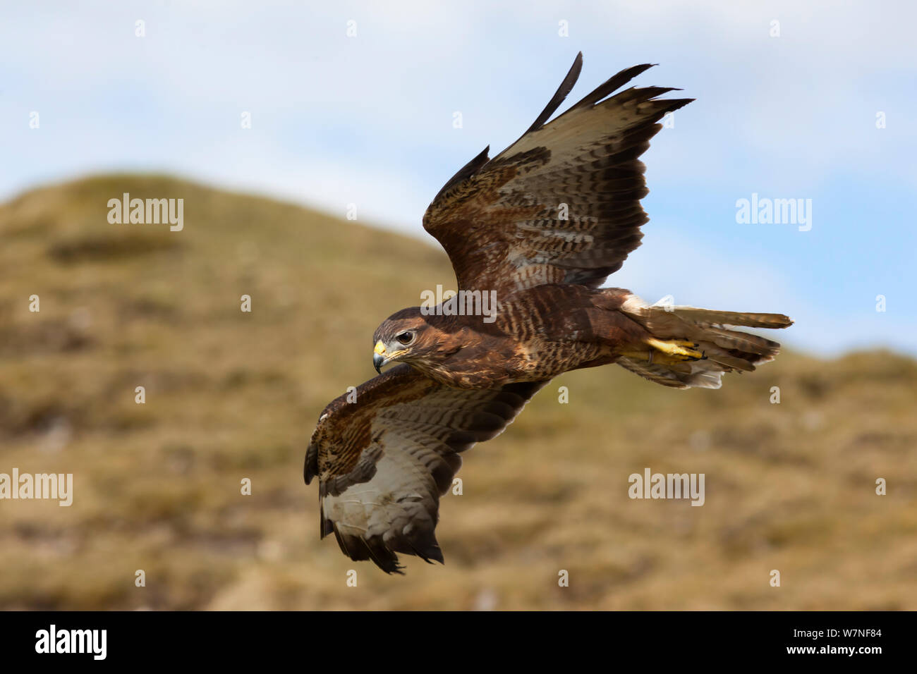 Flight uk hi-res stock photography and images - Alamy