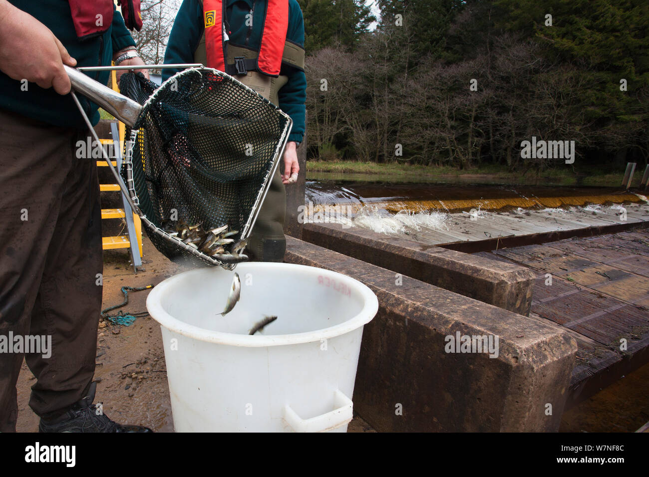Salmon trap hi-res stock photography and images - Alamy