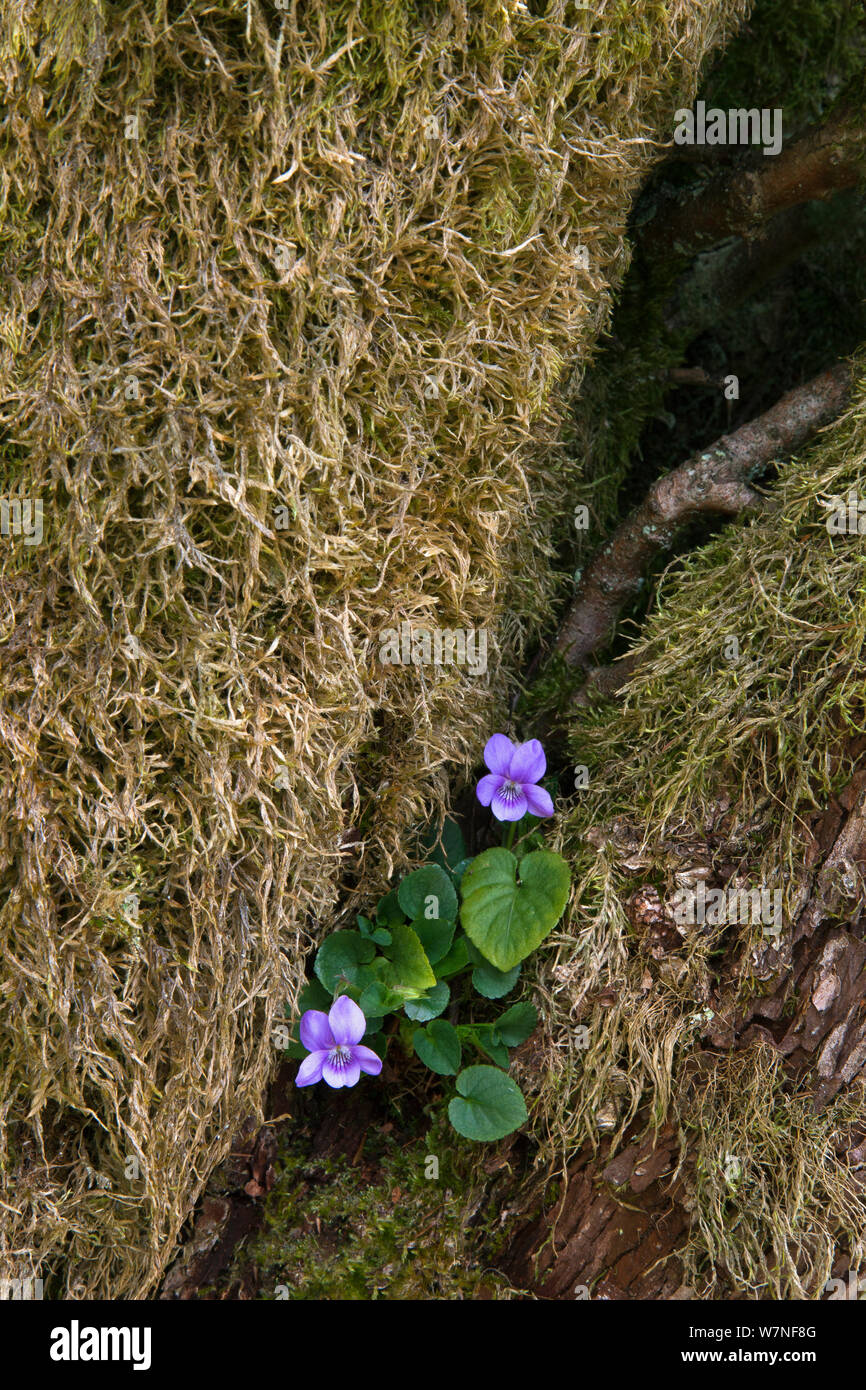 Common violet (Viola riviniana) growing at the base of a tree ...