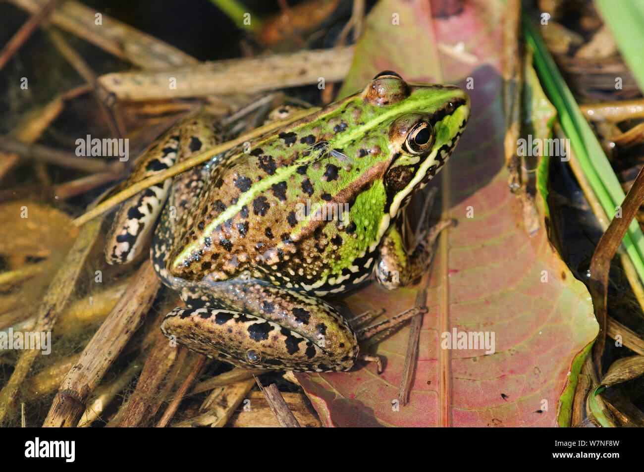 Marsh frog (Rana ridibunda) at rest, Bexington, Dorset, England, UK ...