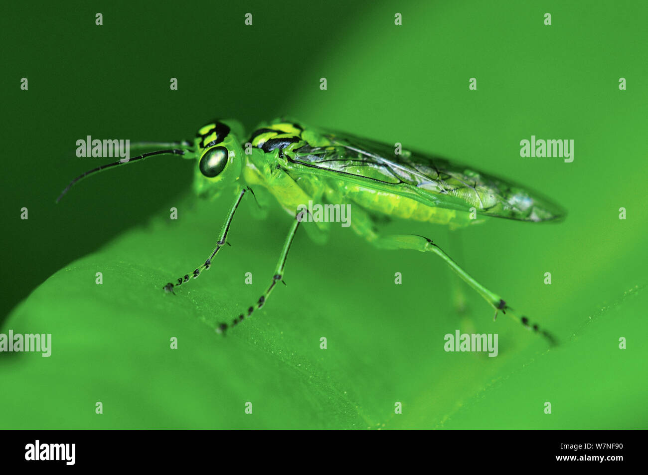 Rhogogaster Viridis High Resolution Stock Photography and Images - Alamy