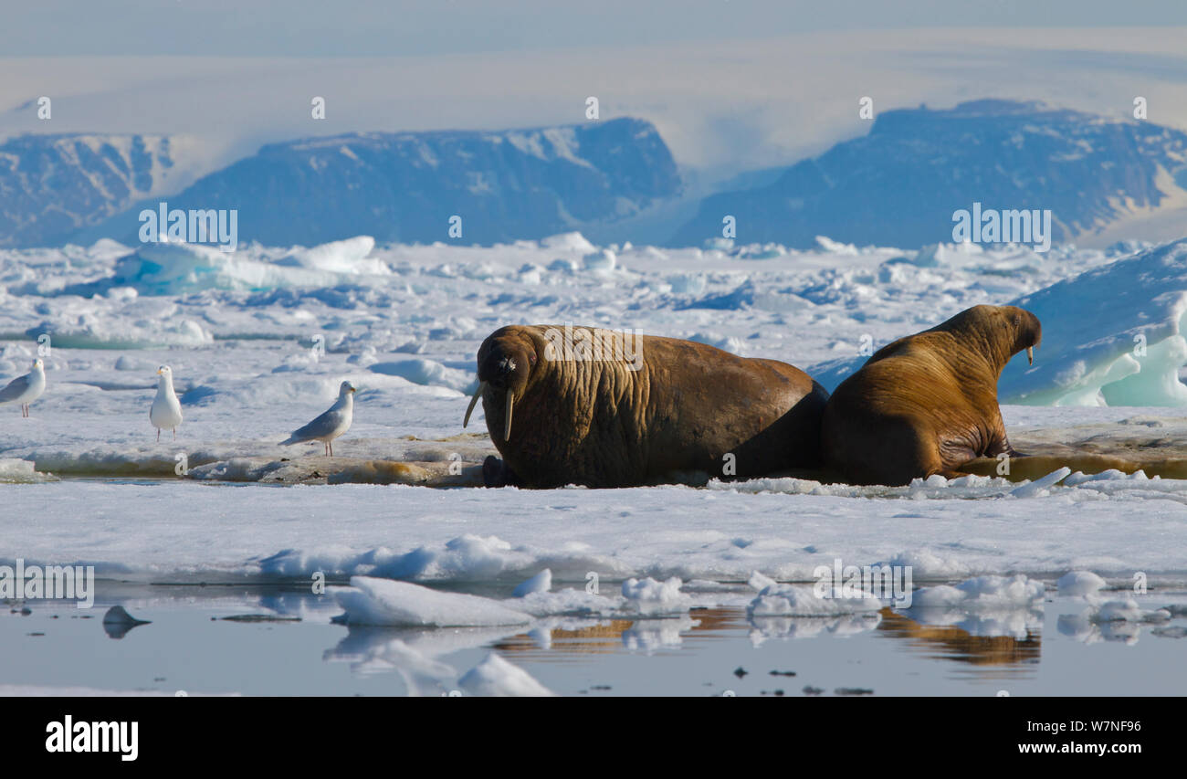Two Walrus (Odobenus rosmarus) hauled out on pack ice along the floe ...