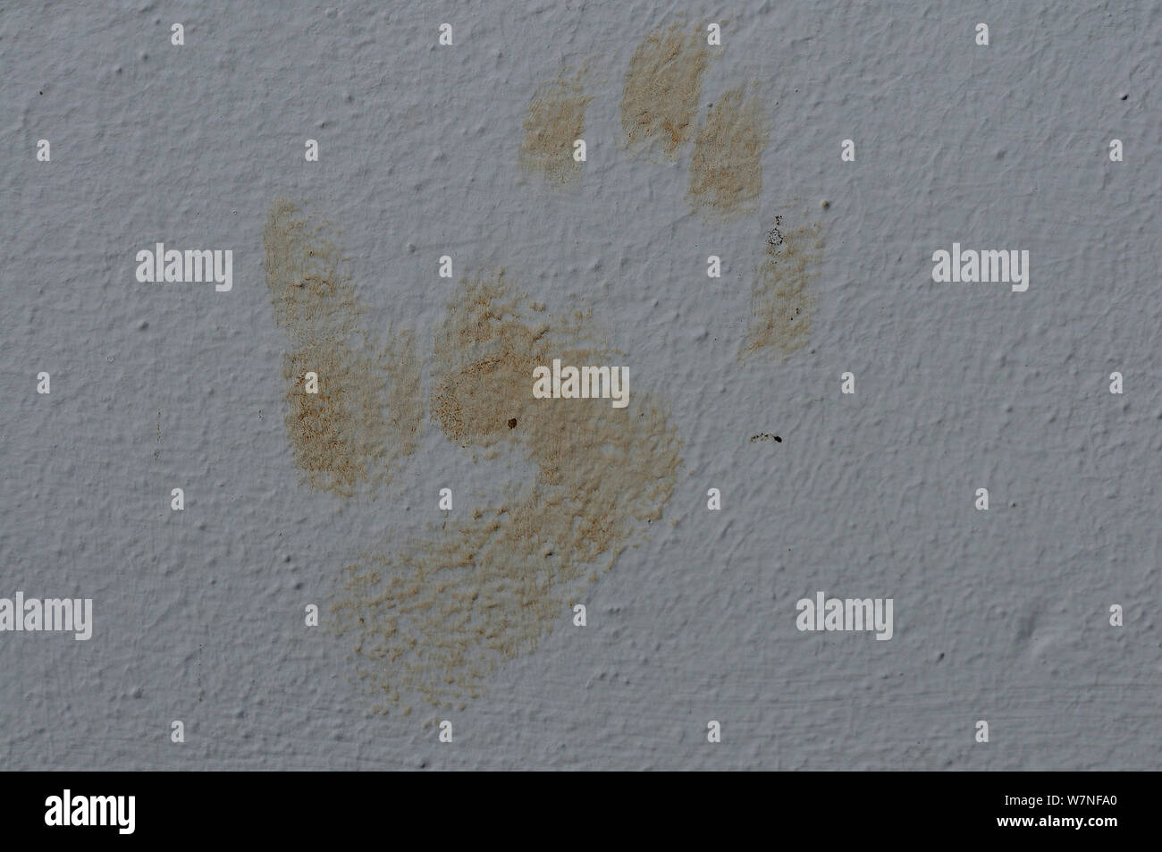 Baboon footprints hi-res stock photography and images - Alamy