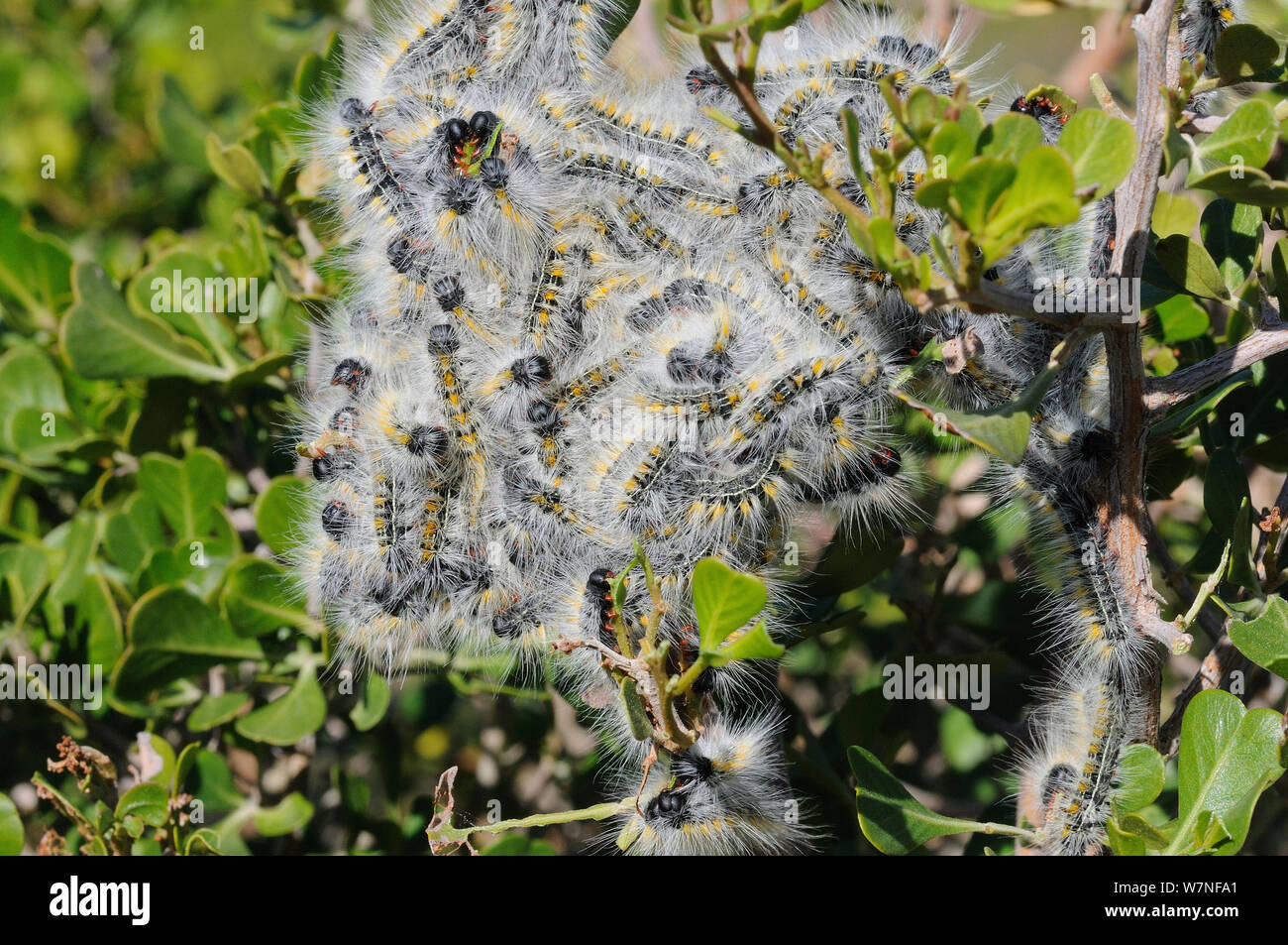 Caterpillars of Pepper tree moth (Bombycomorpha pallida) DeHoop Nature ...