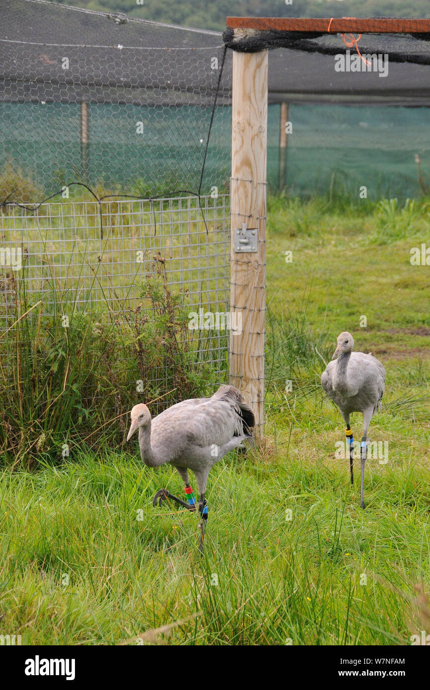 The great crane hi-res stock photography and images - Alamy