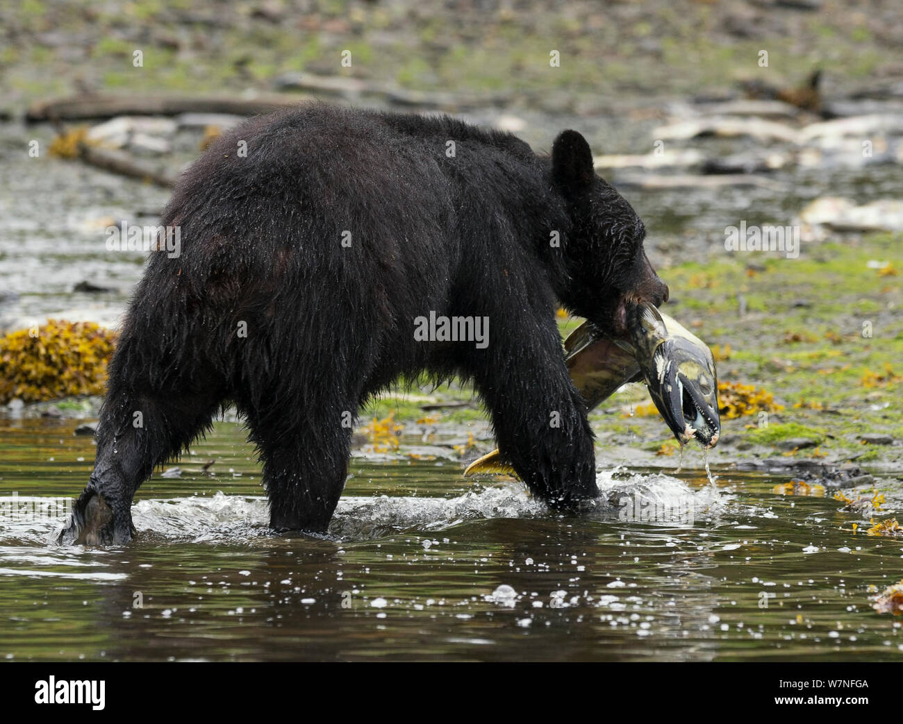 Black bear (Ursus americanus) with Dog salmon (Oncorhynchus keta) catch ...