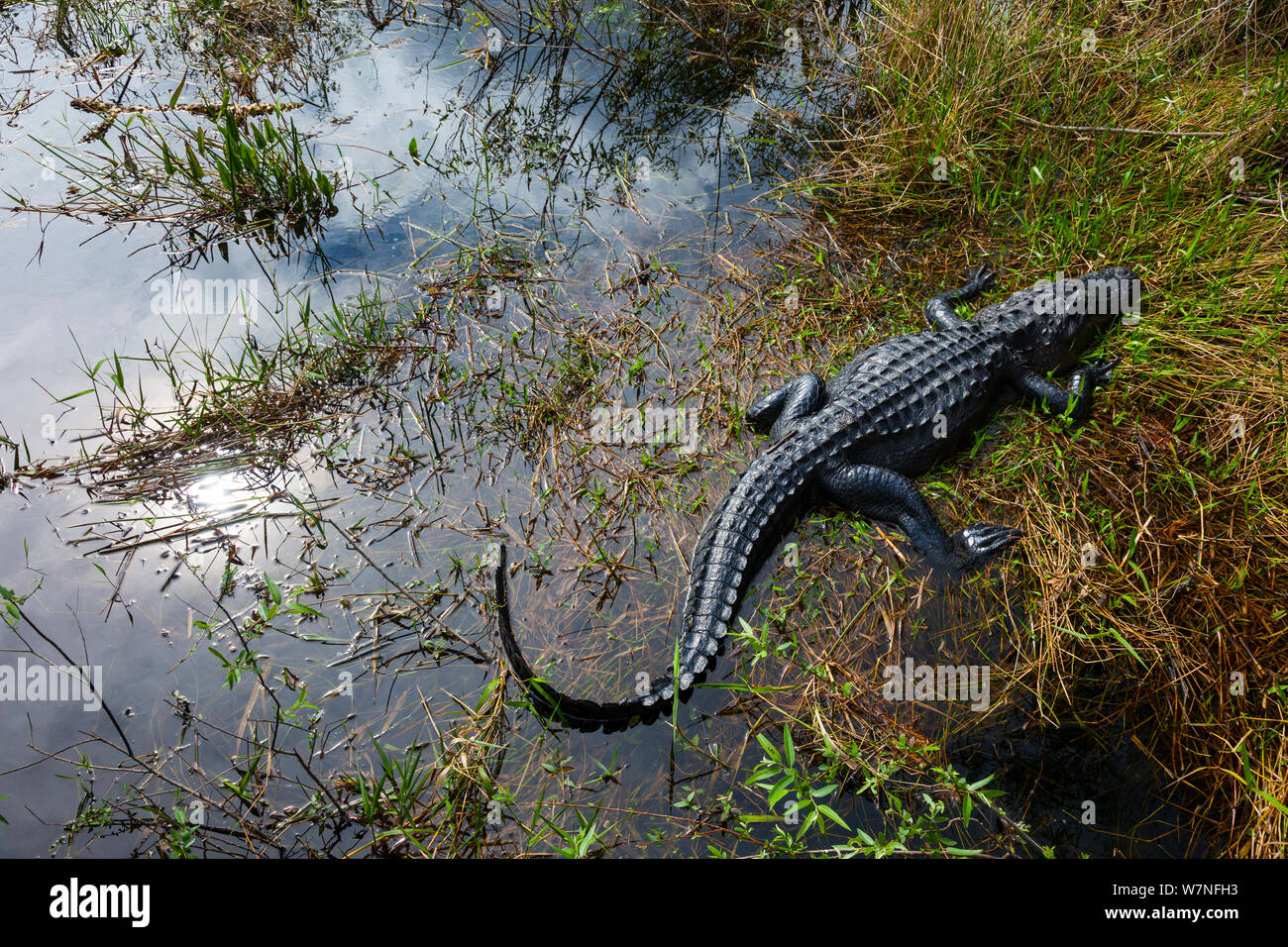 American Alligator (Alligator mississippiensis) in mangrove wetlands ...