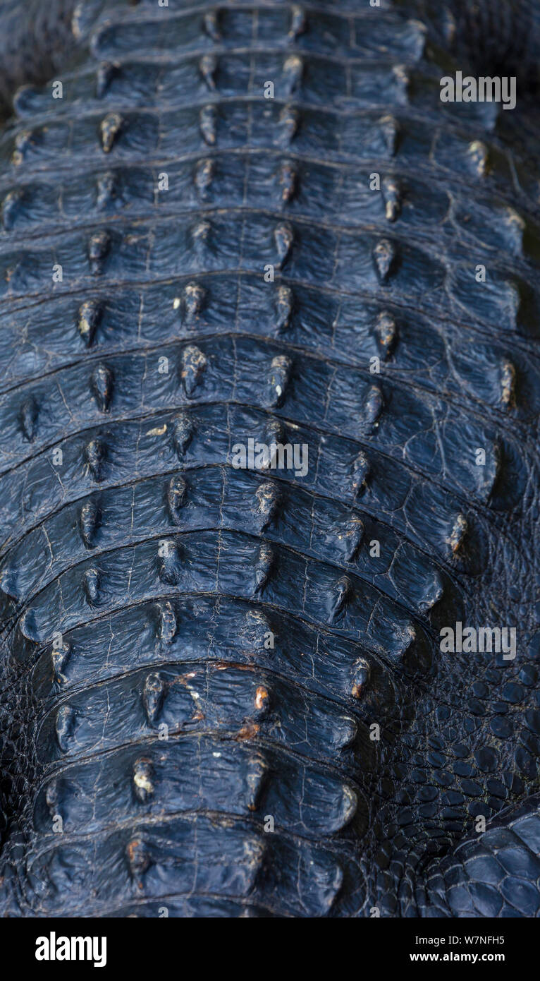 Dorsal scales of American Alligator (Alligator mississippiensis ...