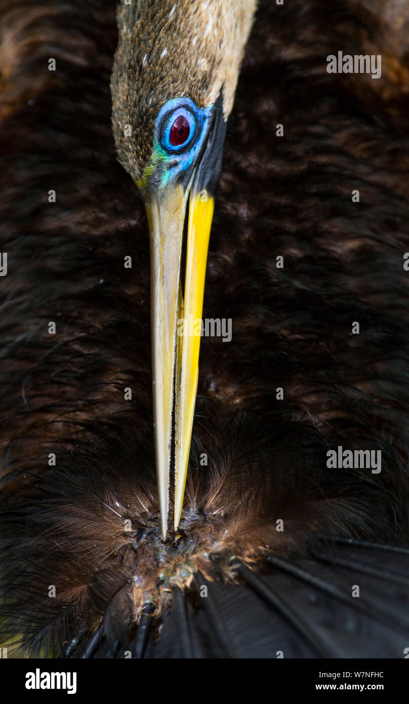 Oil gland birds hi-res stock photography and images - Alamy