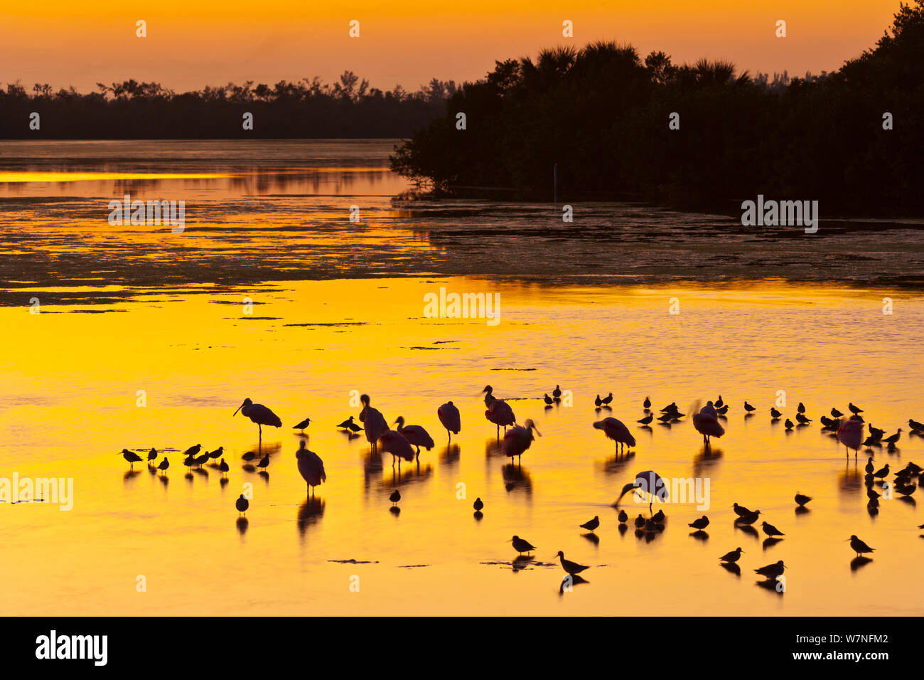 Mixed flock of wading birds including Roseate Spoonbills (Platalea ...