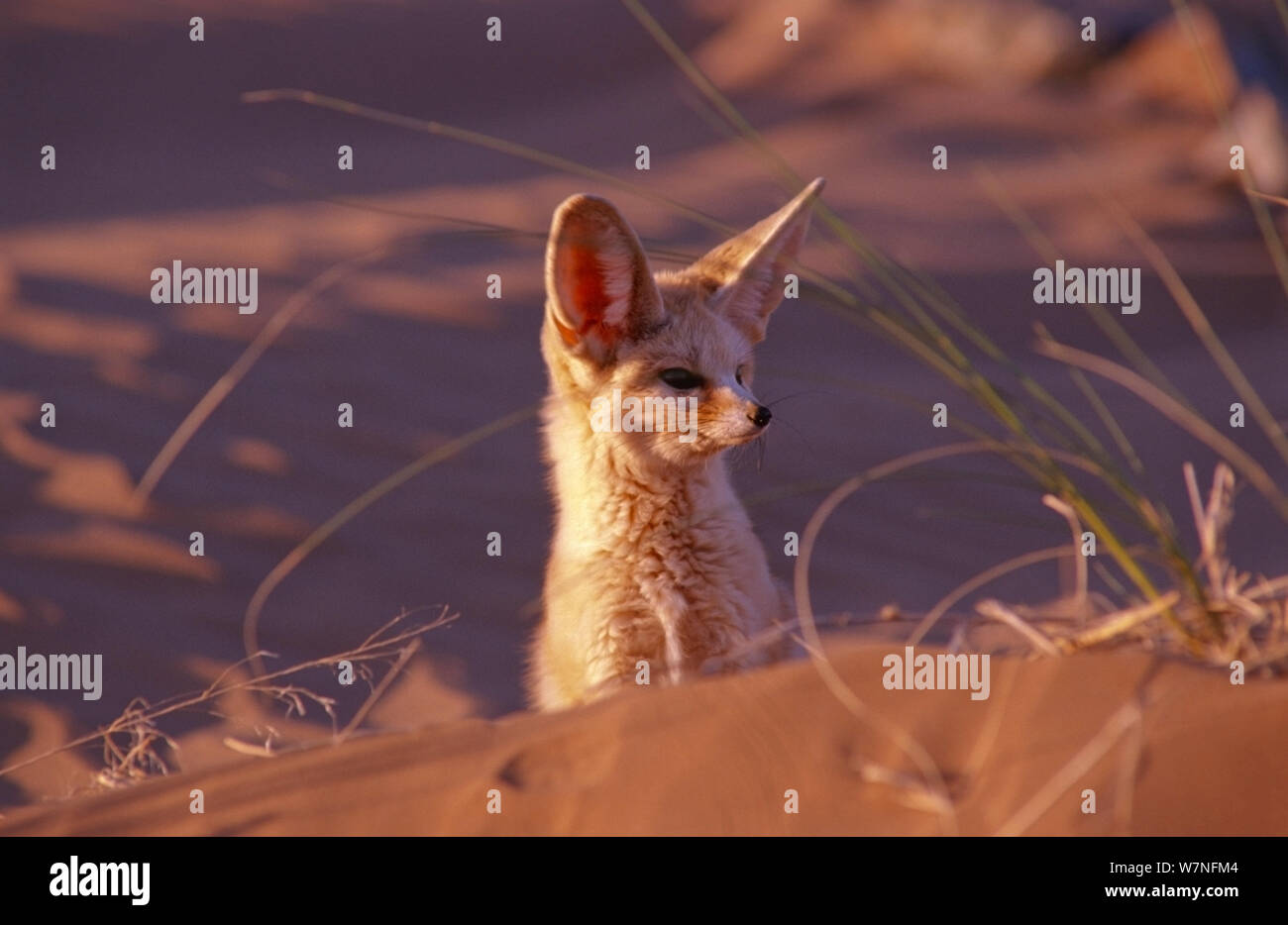 Fennec fox (Fennecus zerda) portrait. Captive. Morocco, North Africa ...