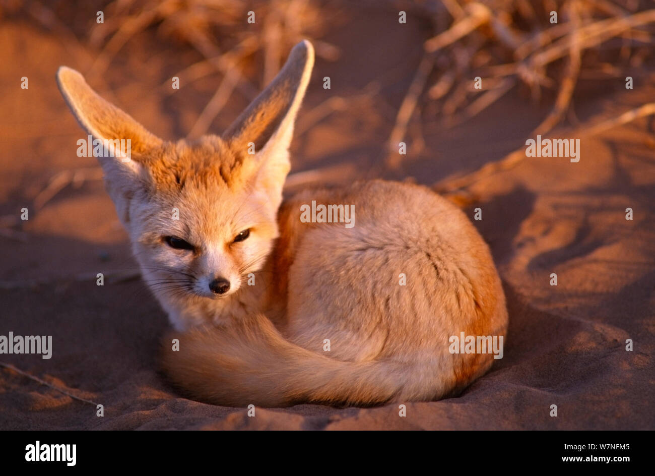 Fennec Fox (Fennecus zerda) curled up on sand. Captive. Morocco, North ...