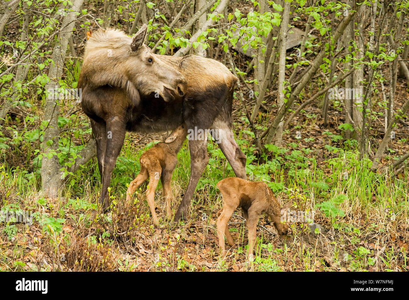 Moose (Alces alces) cow nursing a newborn calf as she keeps a watchful ...