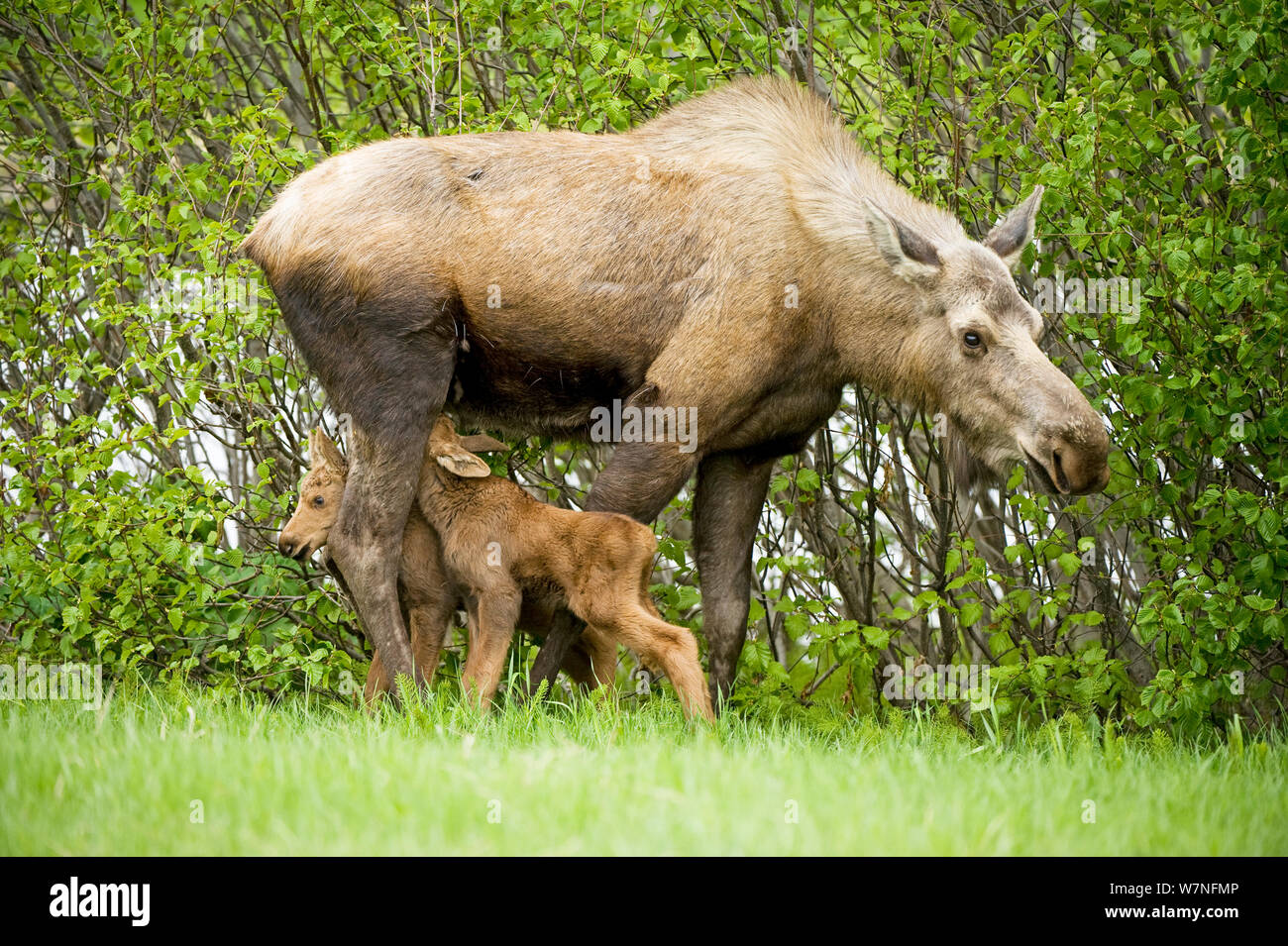 Moose (Alces alces) newborn calves nursing from their mother as she ...