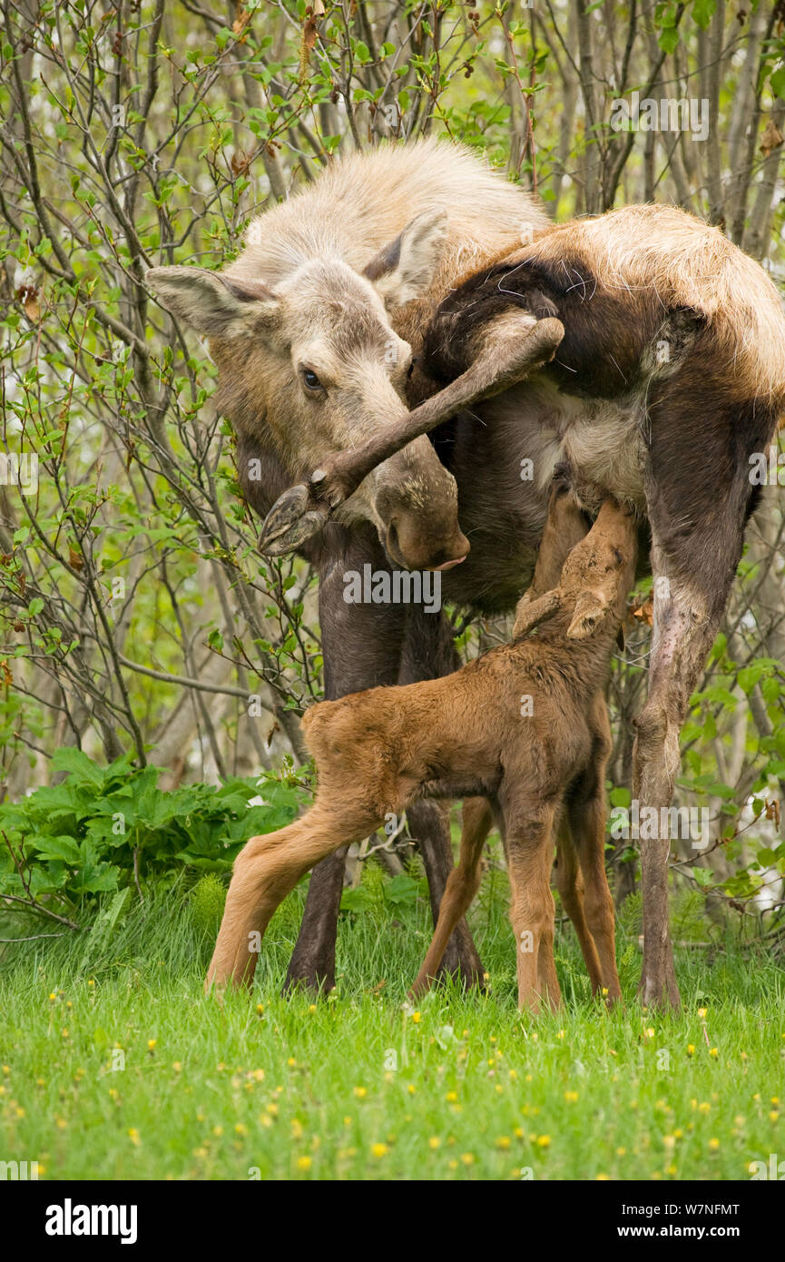 Moose (Alces alces) cow lifts her hind leg as her newborn calves nurse ...