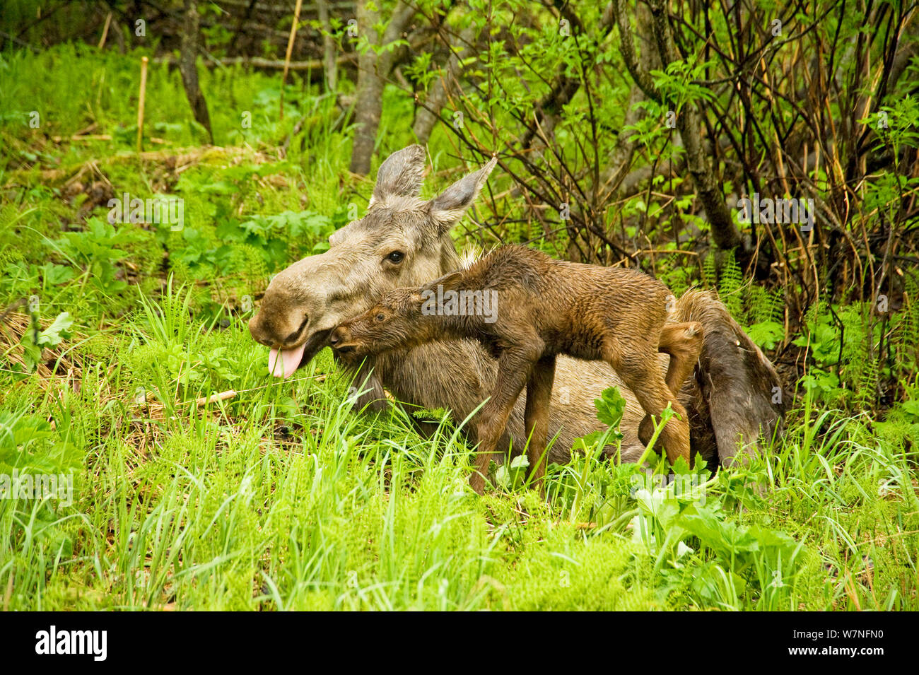 Mother and baby moose hi-res stock photography and images - Alamy