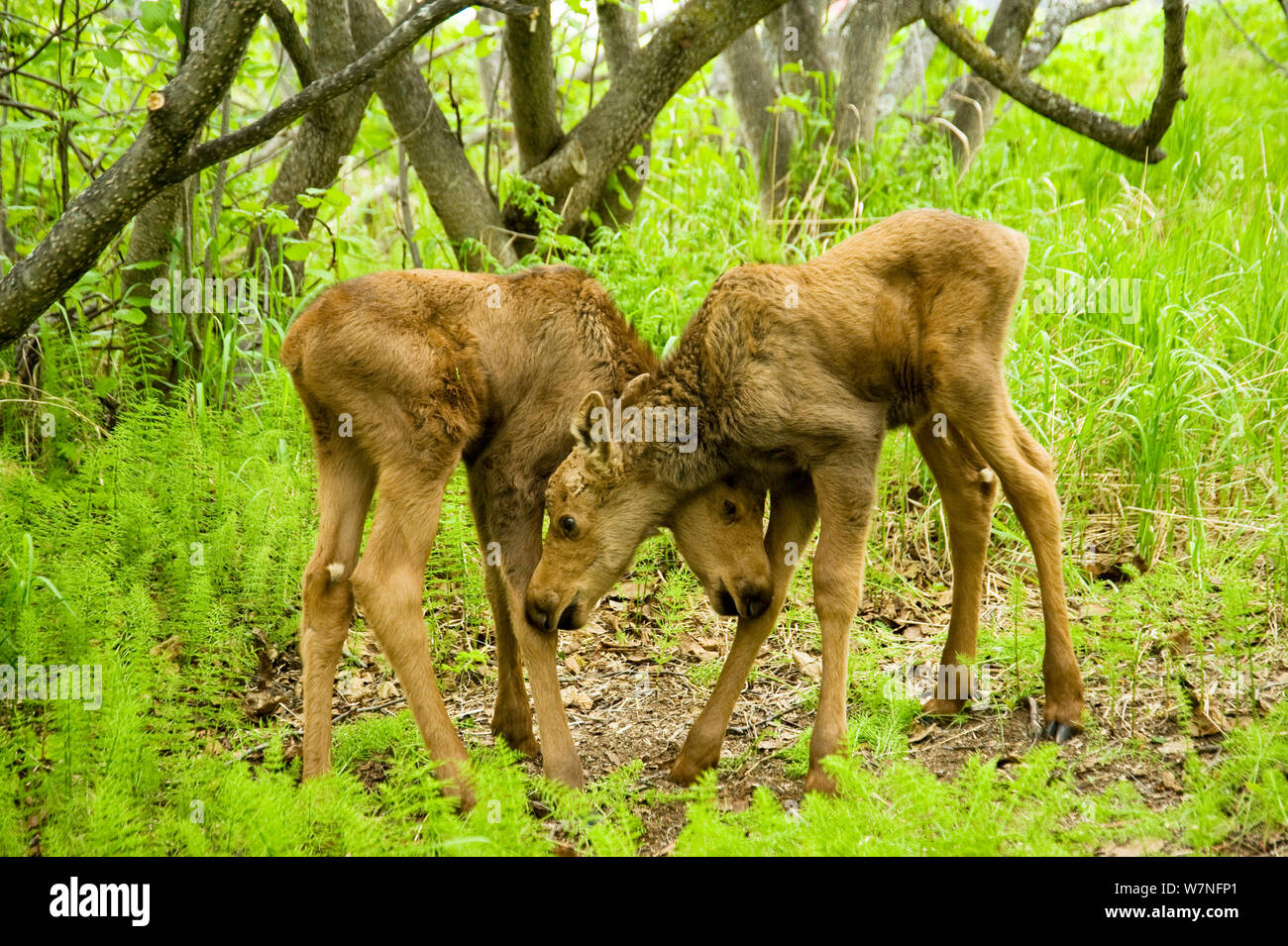 Moose (Alces alces) newborn calves playing in spring vegetation. Tony ...