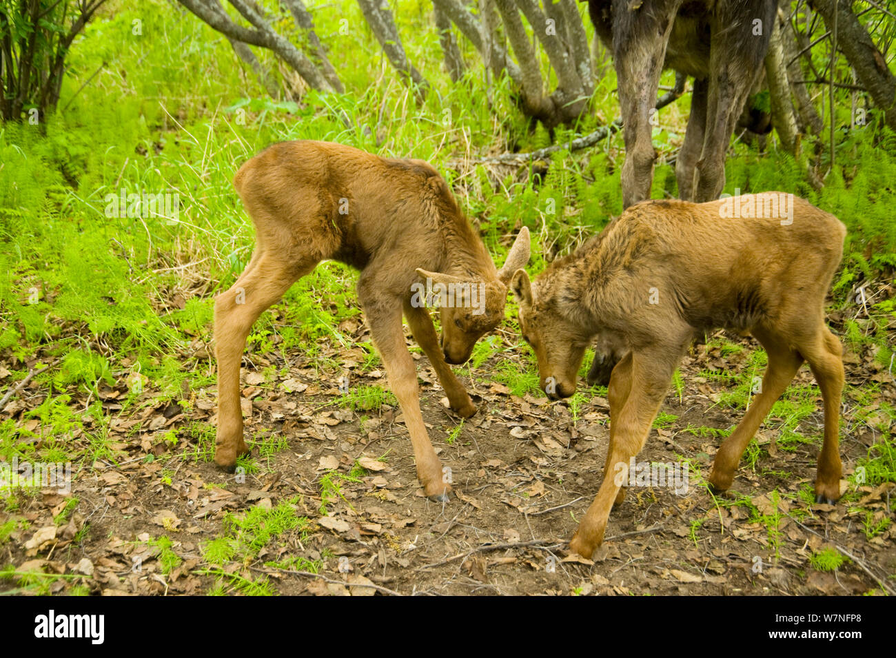 Moose (Alces alces) newborn calves playing in spring vegetation. Tony ...