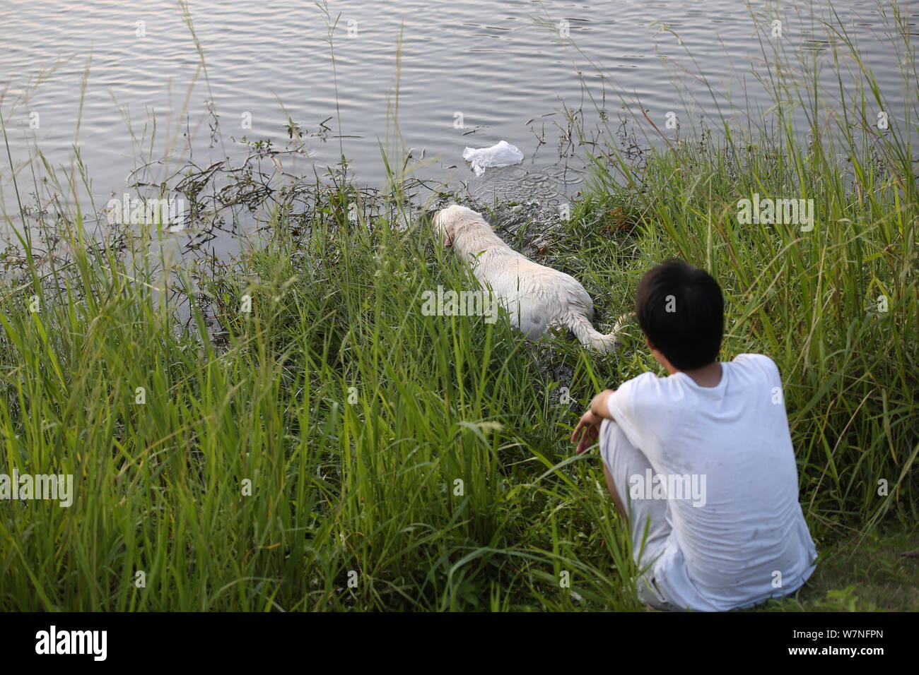 --FILE--The dog is pictured with its owner Ge Yonghui at the campus of ...