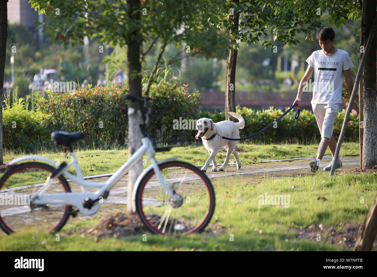Dog file hi-res stock photography and images - Alamy