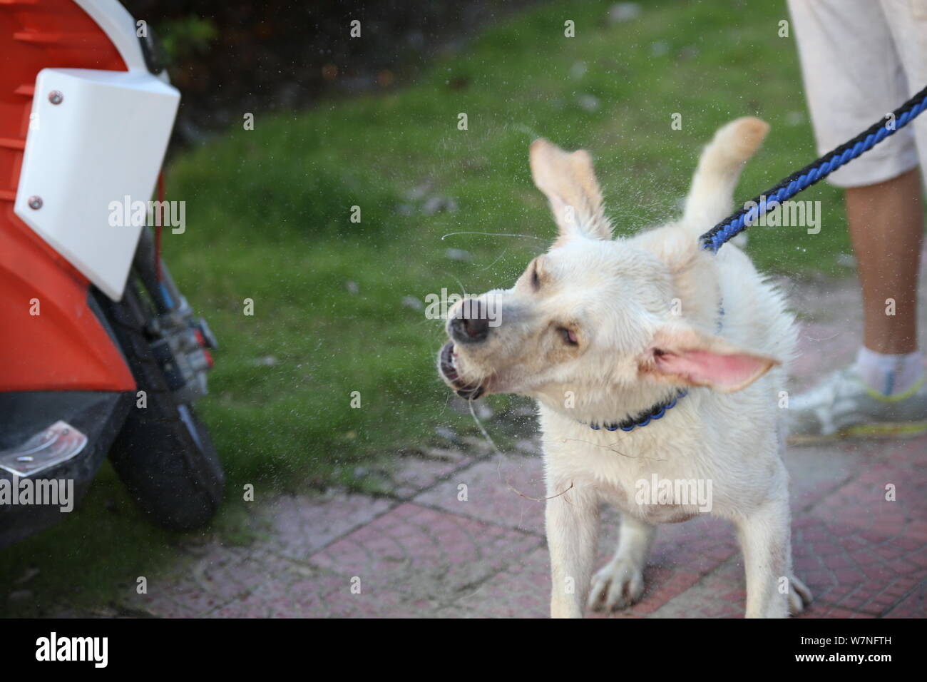 --FILE--The dog is pictured at the campus of Fuzhou University in ...