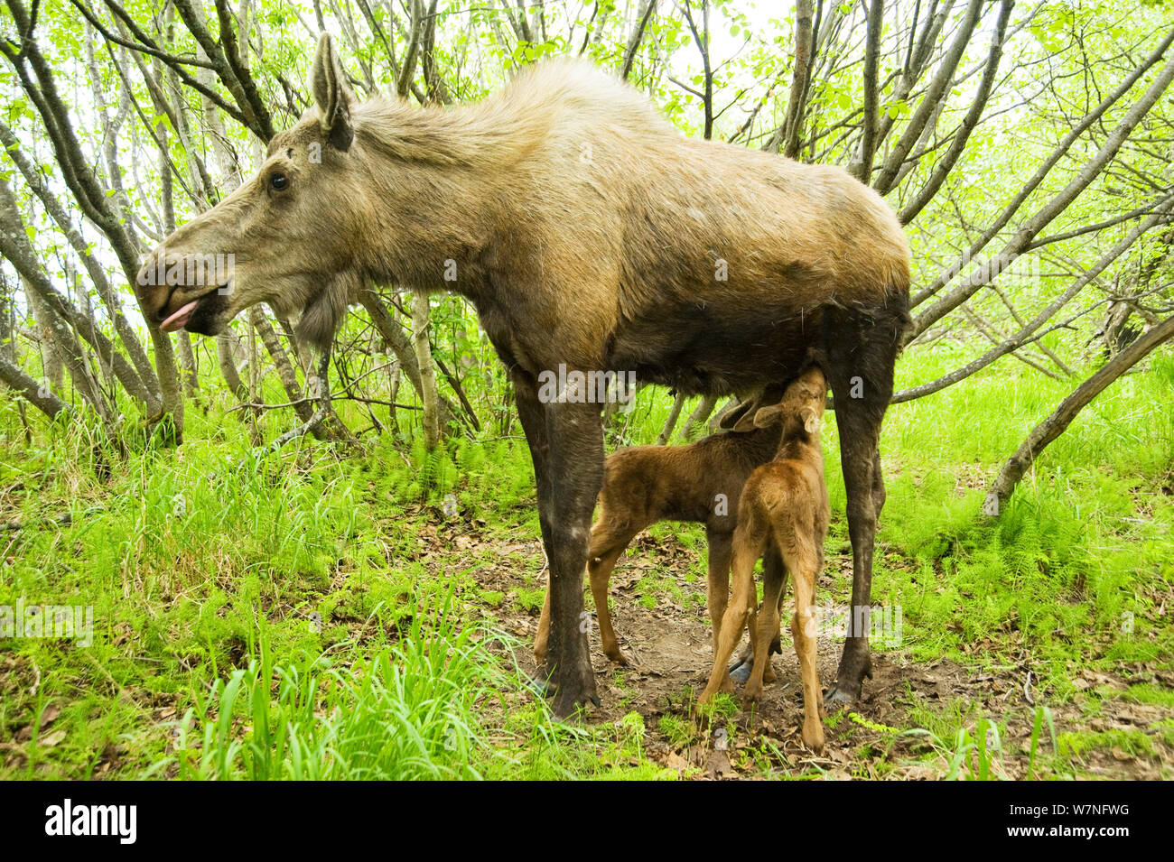 Mother and baby moose hi-res stock photography and images - Alamy